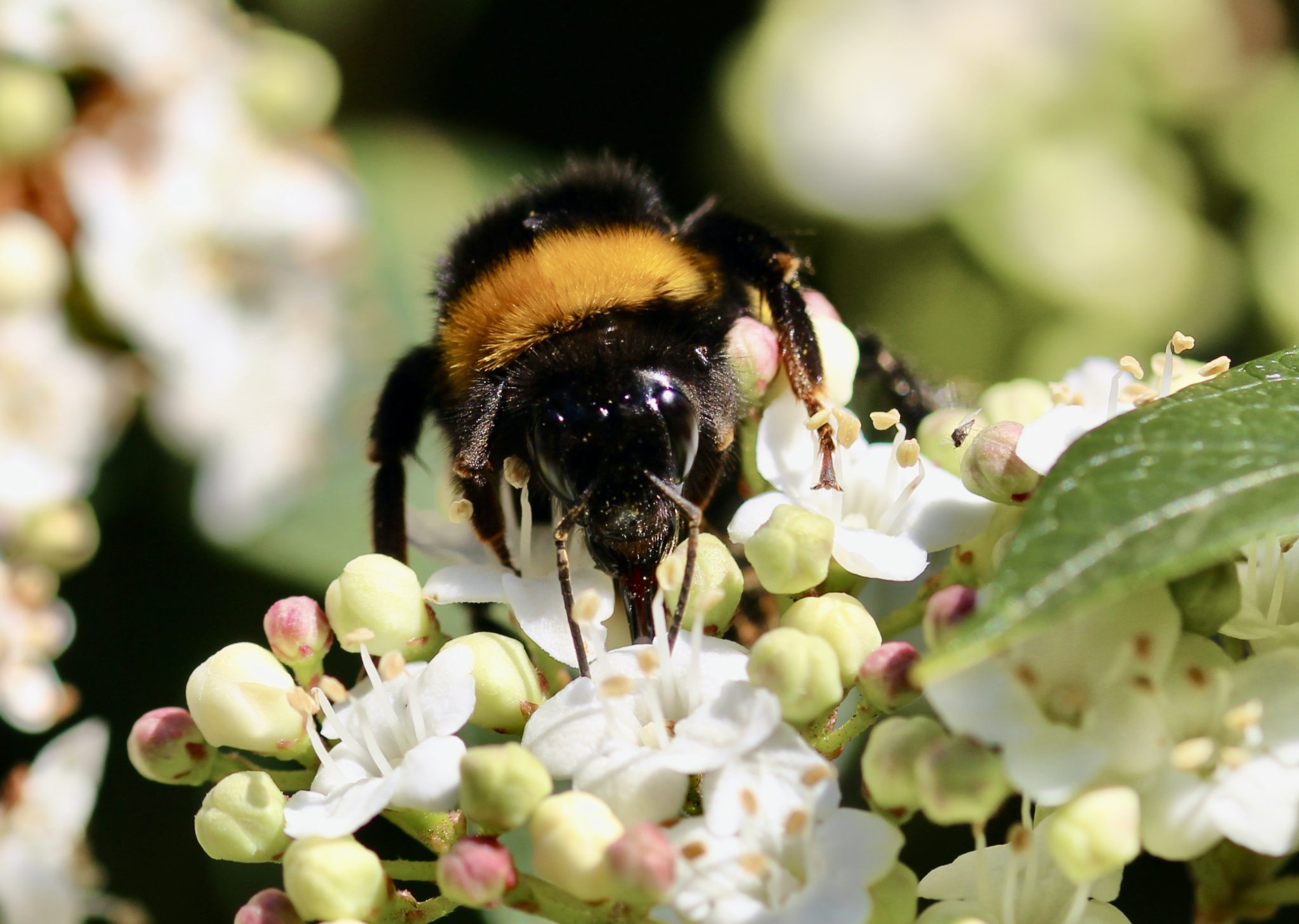 Les quatre saisons du Bourdon terrestre - Un jardin dans le Marais ...