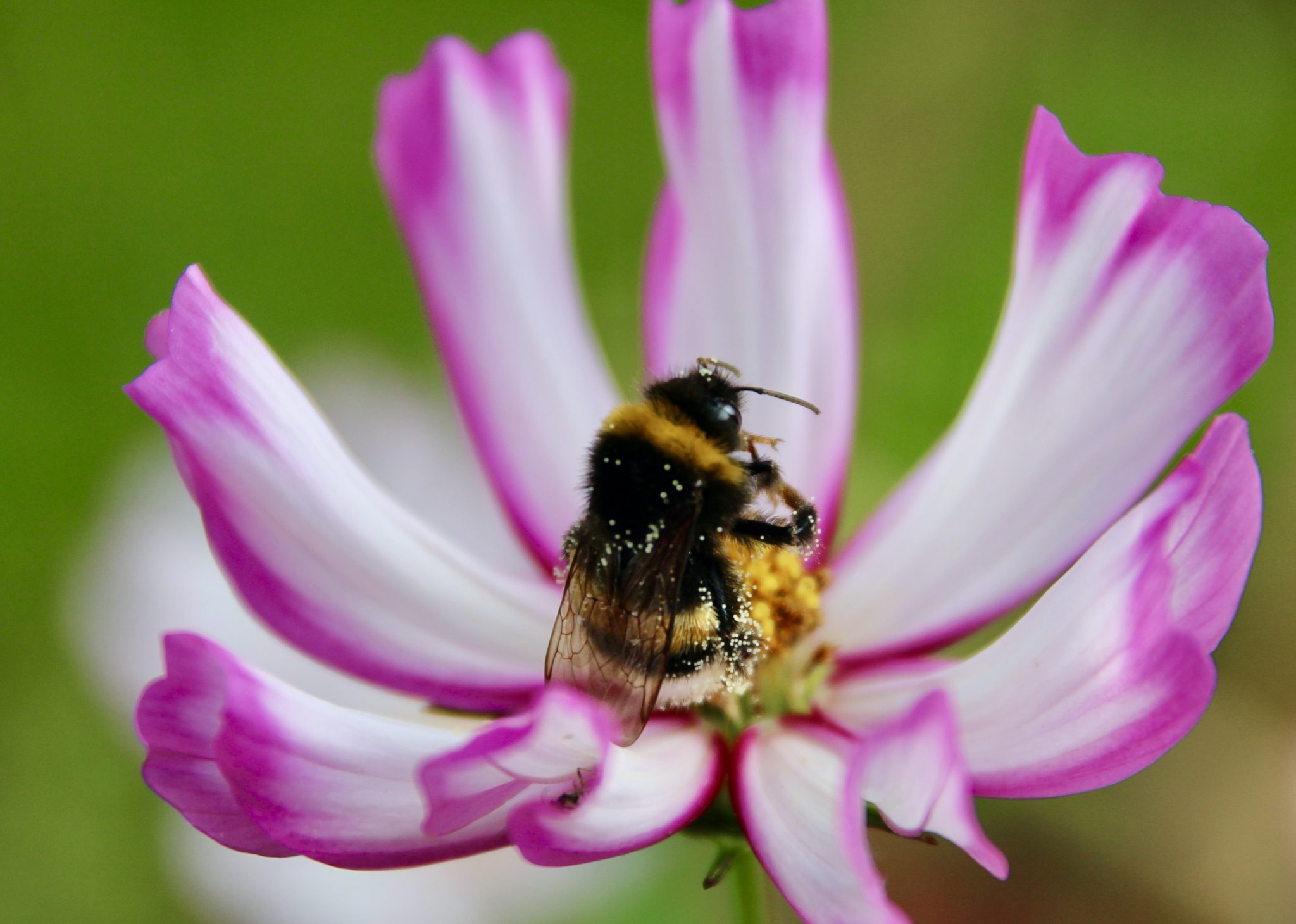 Les quatre saisons du Bourdon terrestre - Un jardin dans le Marais ...