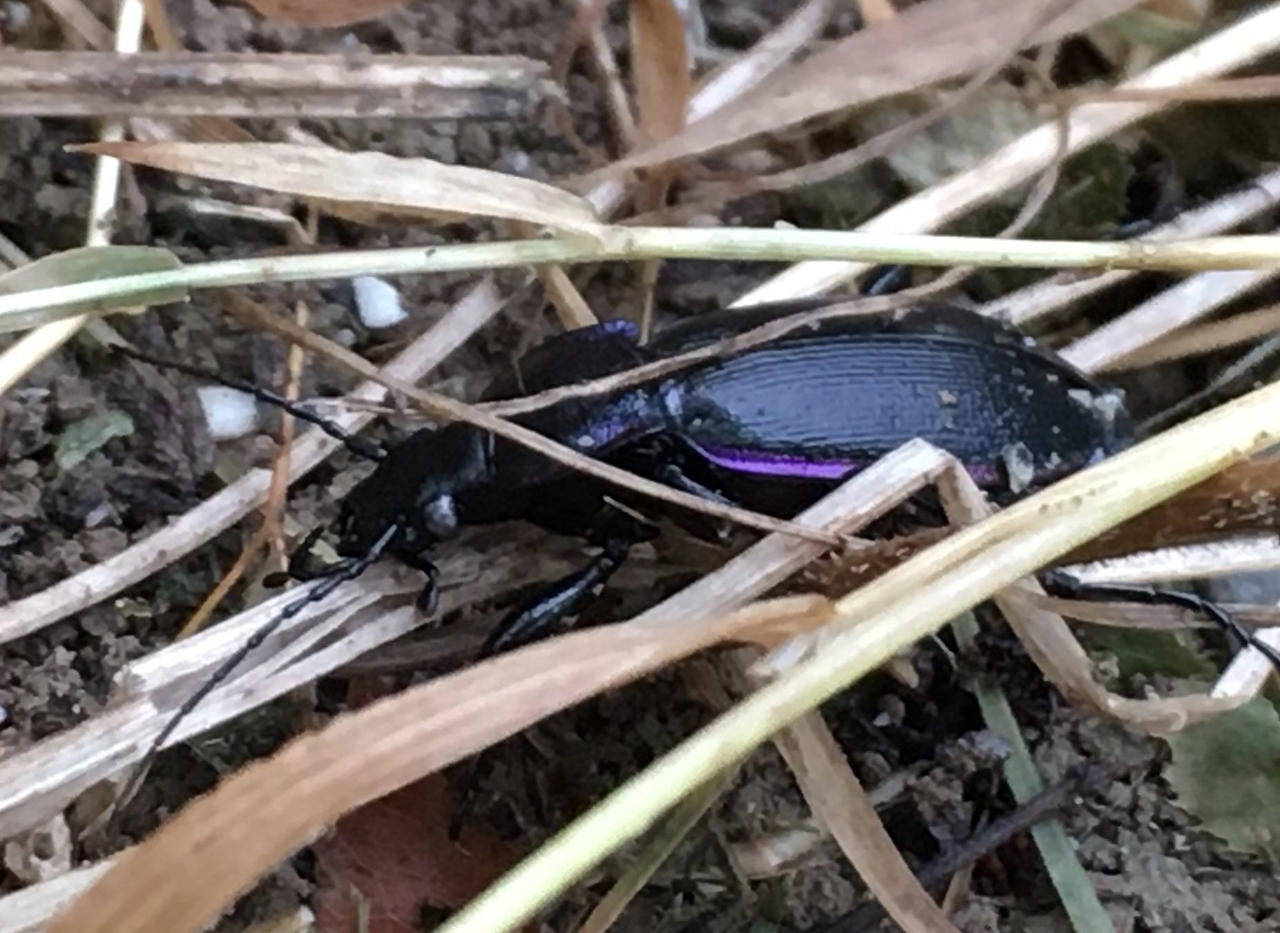Le Carabe purpurin - Un jardin dans le Marais poitevinUn jardin dans le ...