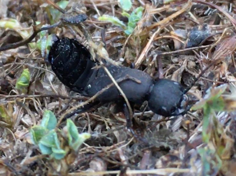 L'équarrisseur du potager - Un jardin dans le Marais poitevinUn jardin ...