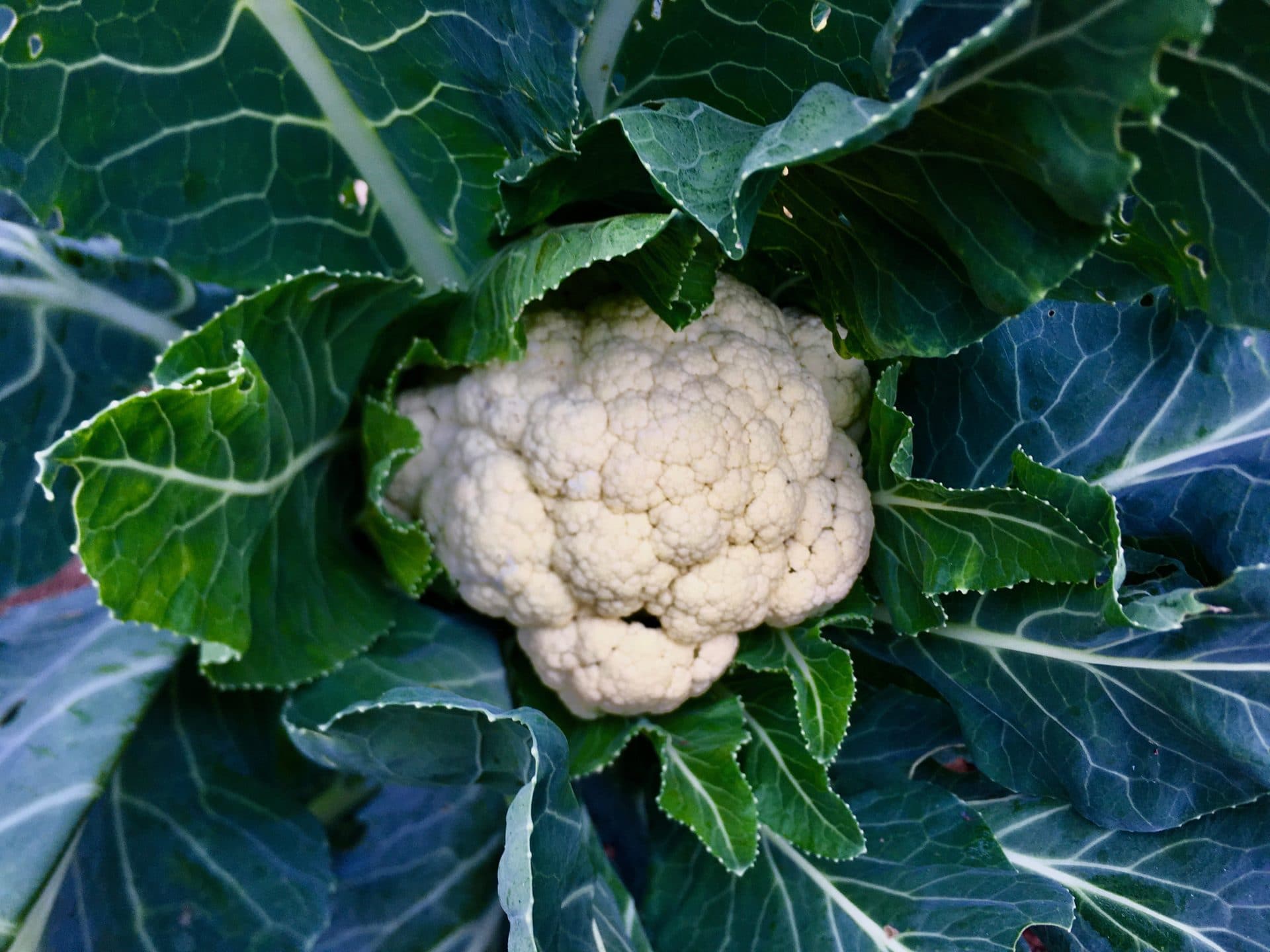 Choux-fleurs : le relais hivernal - Un jardin dans le Marais poitevinUn ...