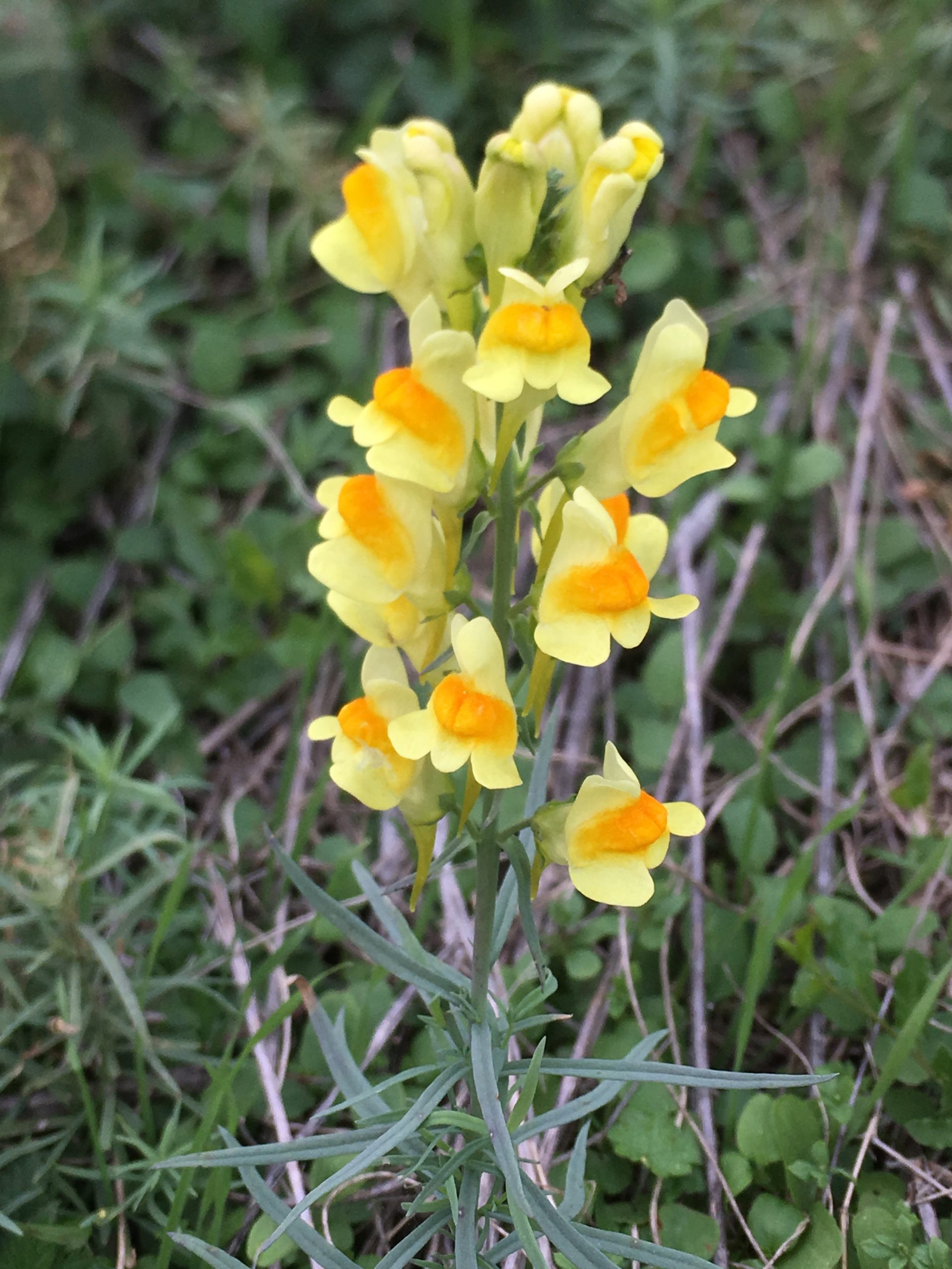 La Linaire commune - Un jardin dans le Marais poitevinUn jardin dans le ...