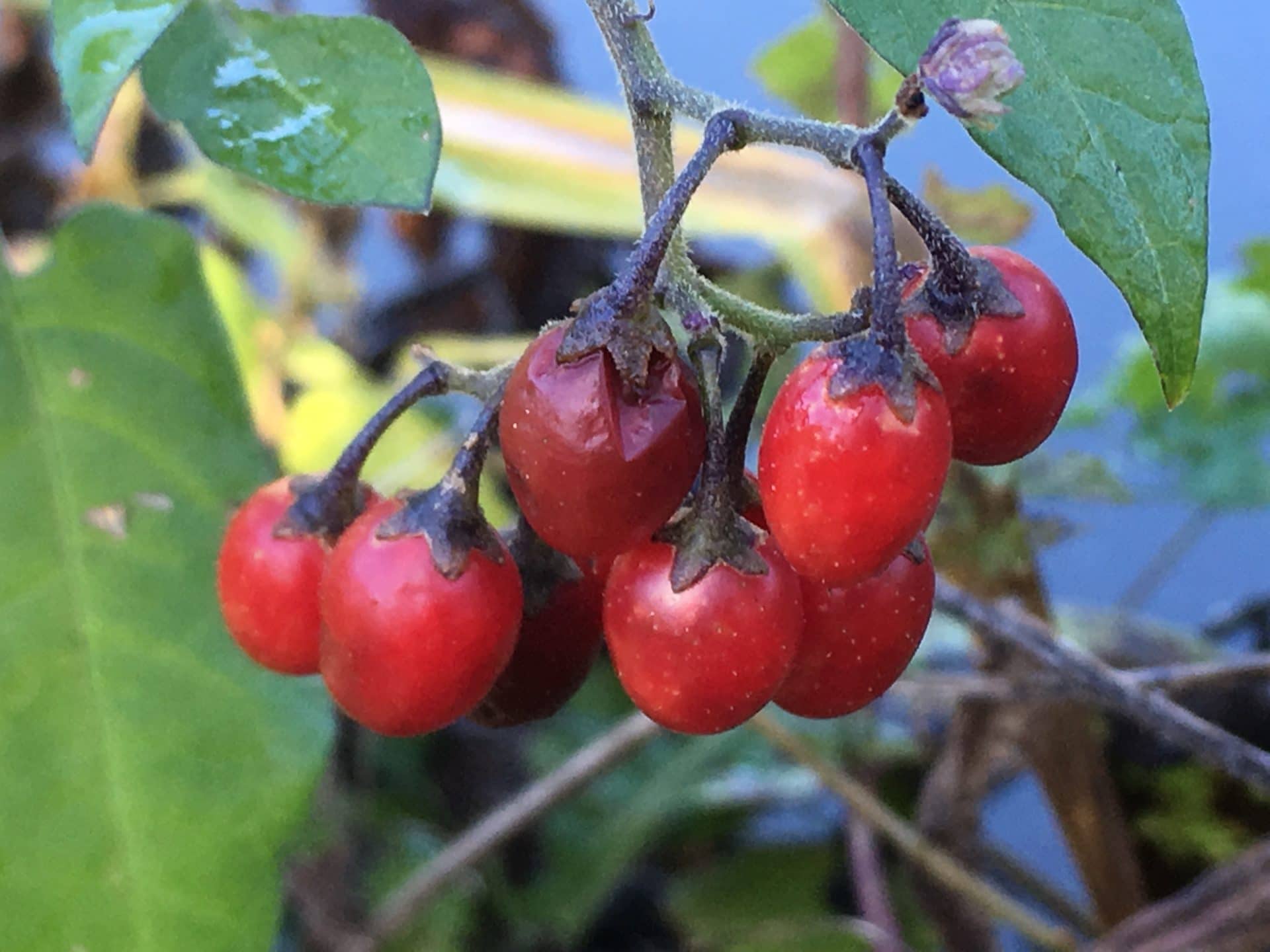 La Morelle parée pour les bec fins - Un jardin dans le Marais ...