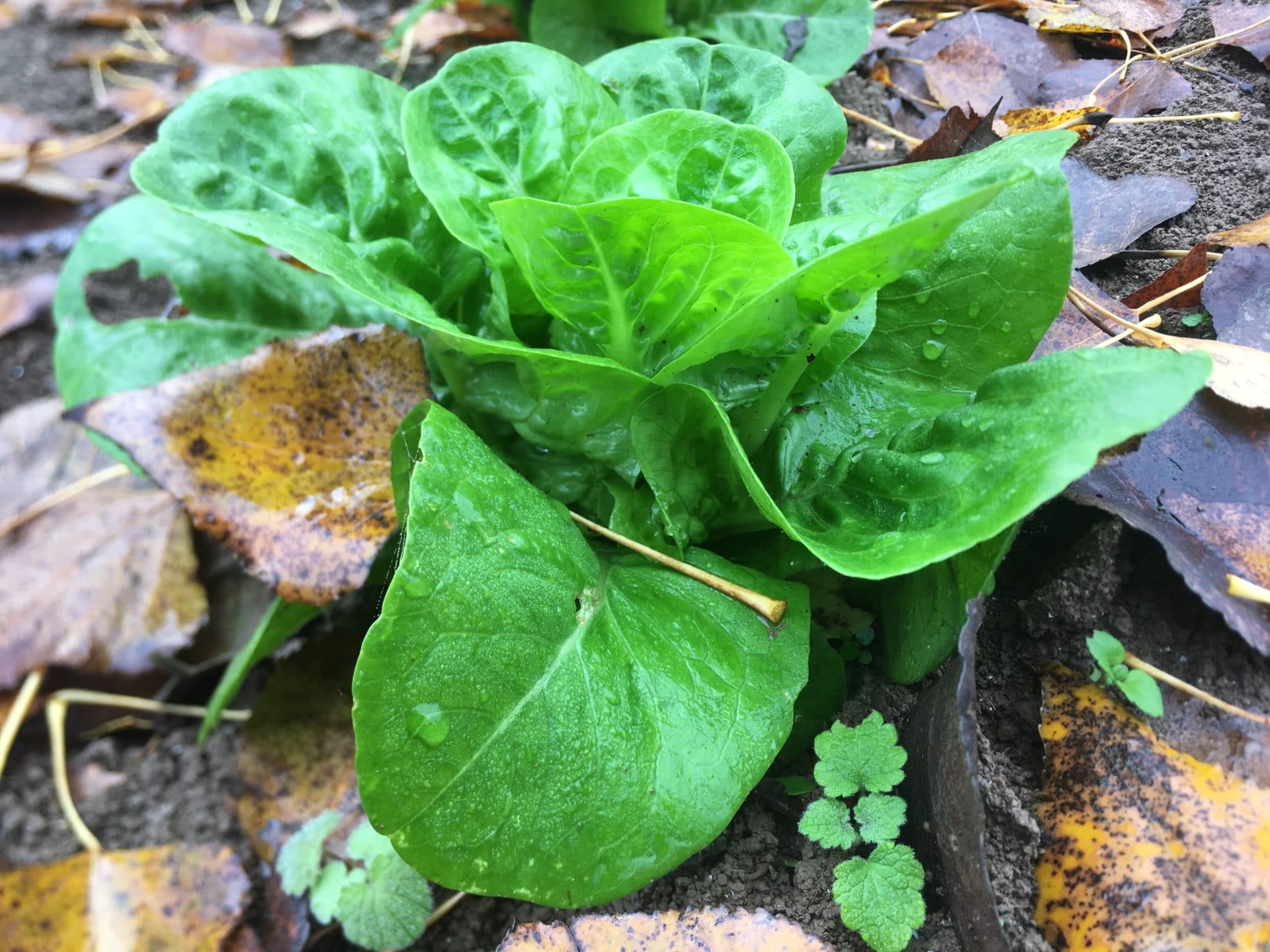 La craquante sucrine - Un jardin dans le Marais poitevinUn jardin dans ...