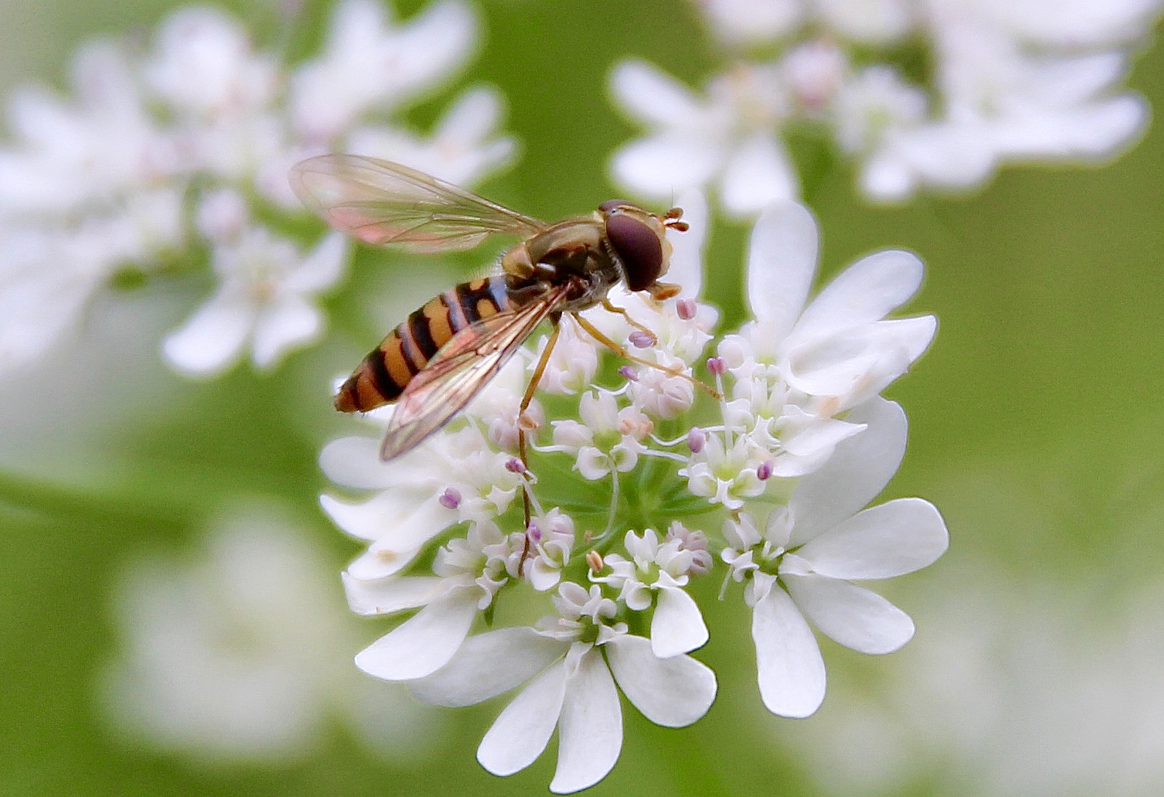Le retour de la coriandre - Un jardin dans le Marais poitevinUn jardin ...