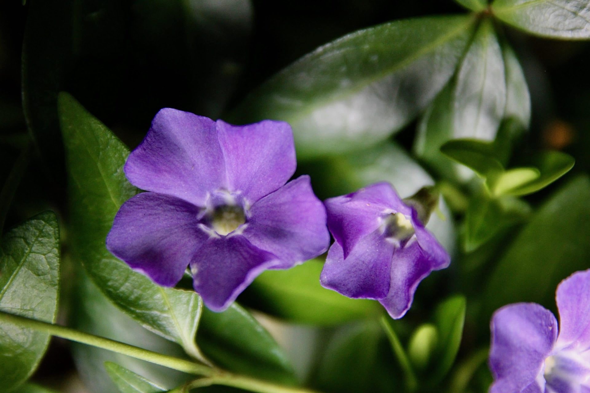Le macottage naturel aidant - Un jardin dans le Marais poitevinUn ...