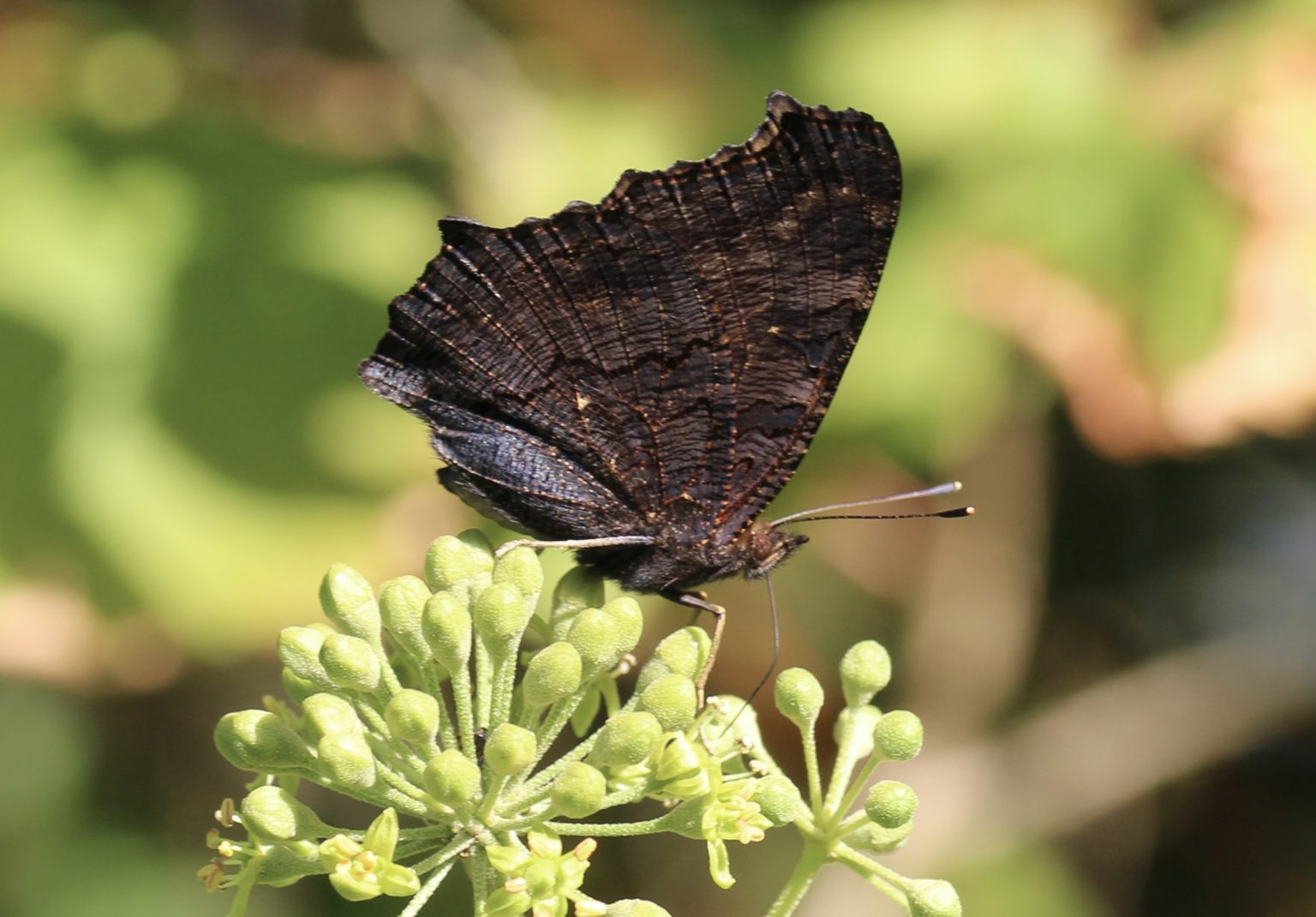 Insectes Archives - Un jardin dans le Marais poitevinUn jardin dans le ...