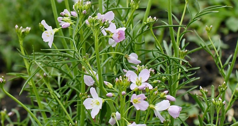La Cardamine des prés - Un jardin dans le Marais poitevinUn jardin dans ...