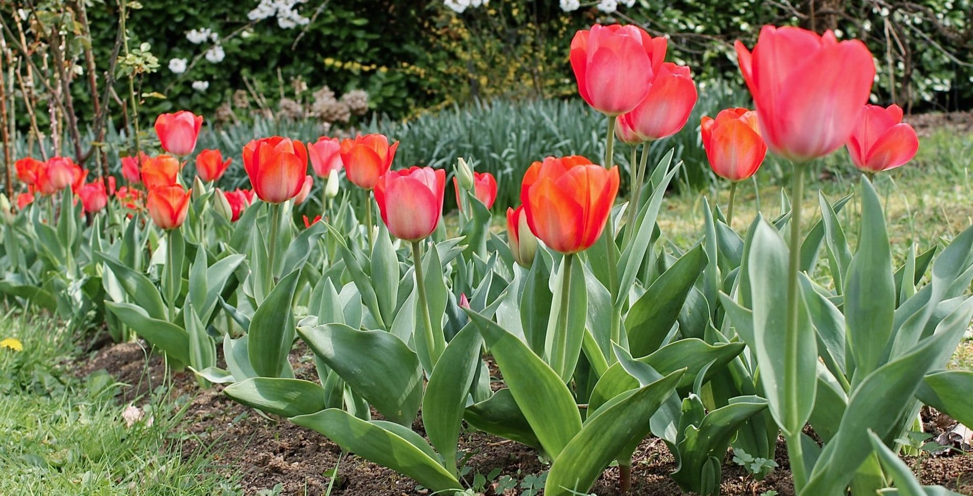 Tulipes : le grand mélange - Un jardin dans le Marais poitevinUn jardin ...