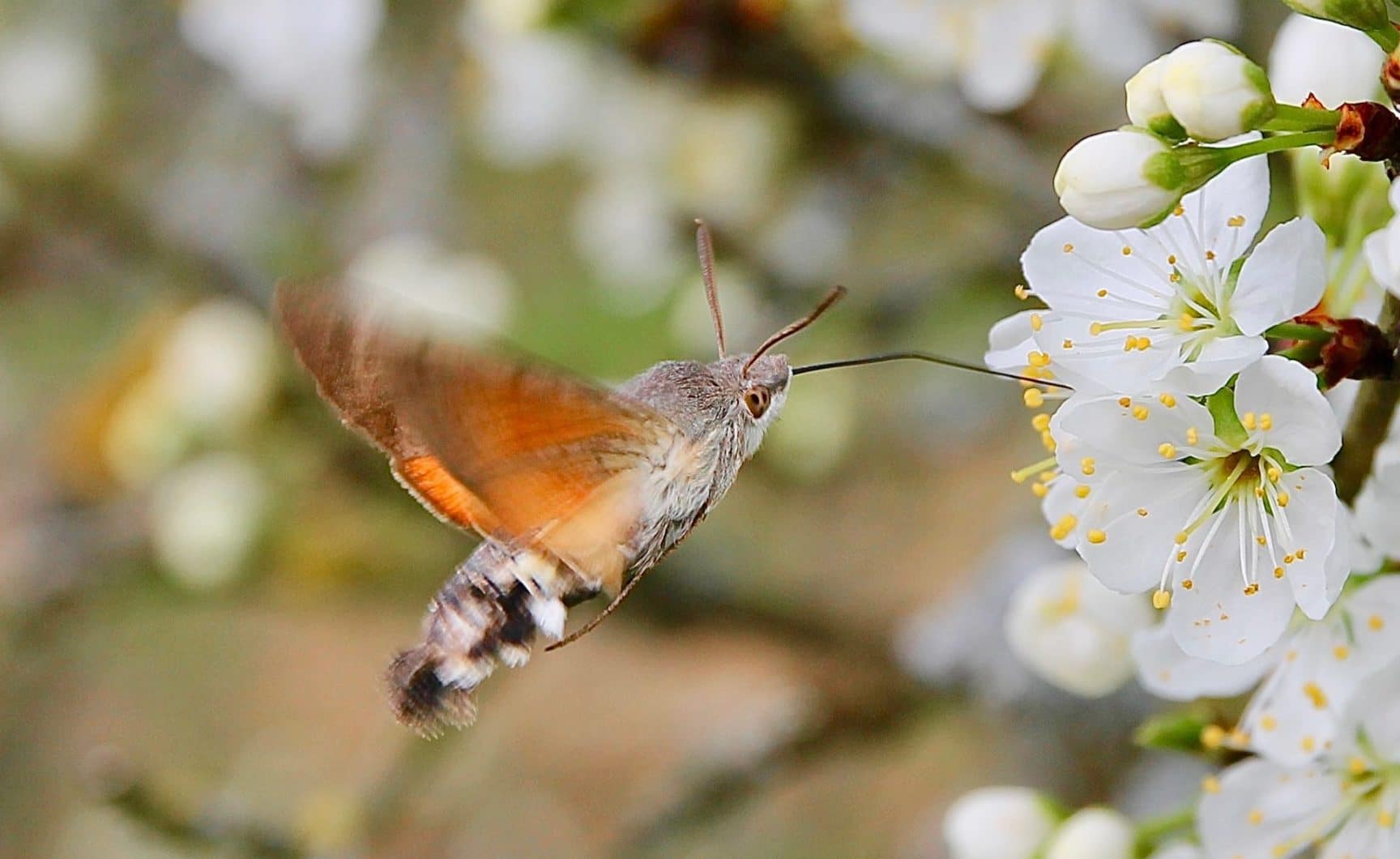 Le Papillon colibri - Un jardin dans le Marais poitevinUn jardin dans ...
