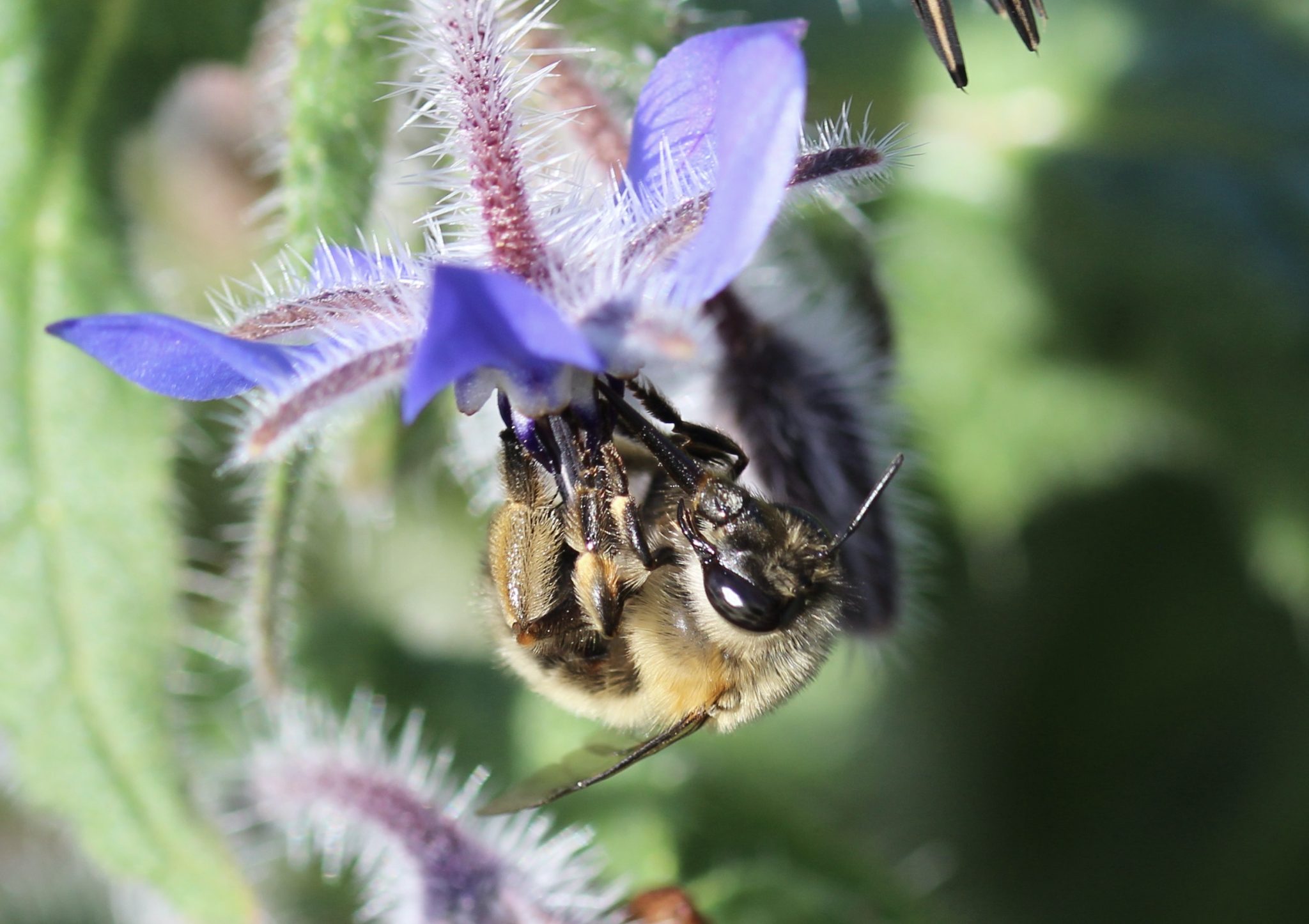 L'Anthophore à pattes plumeuses - Un jardin dans le Marais poitevinUn ...