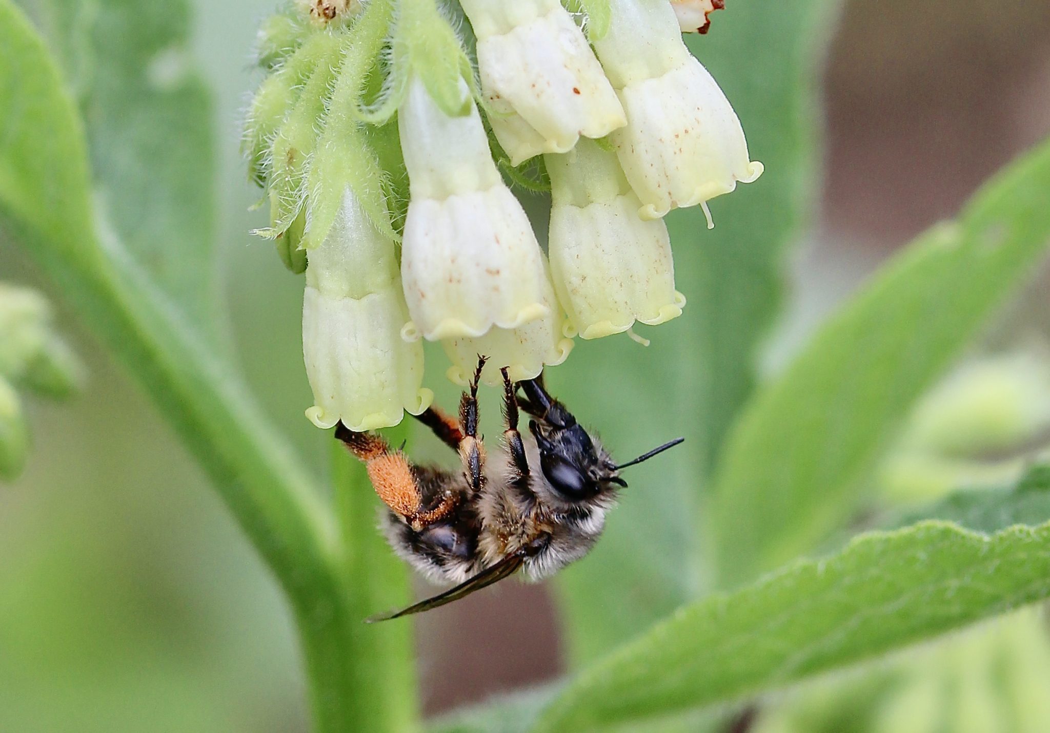 L'Anthophore à pattes plumeuses - Un jardin dans le Marais poitevinUn ...
