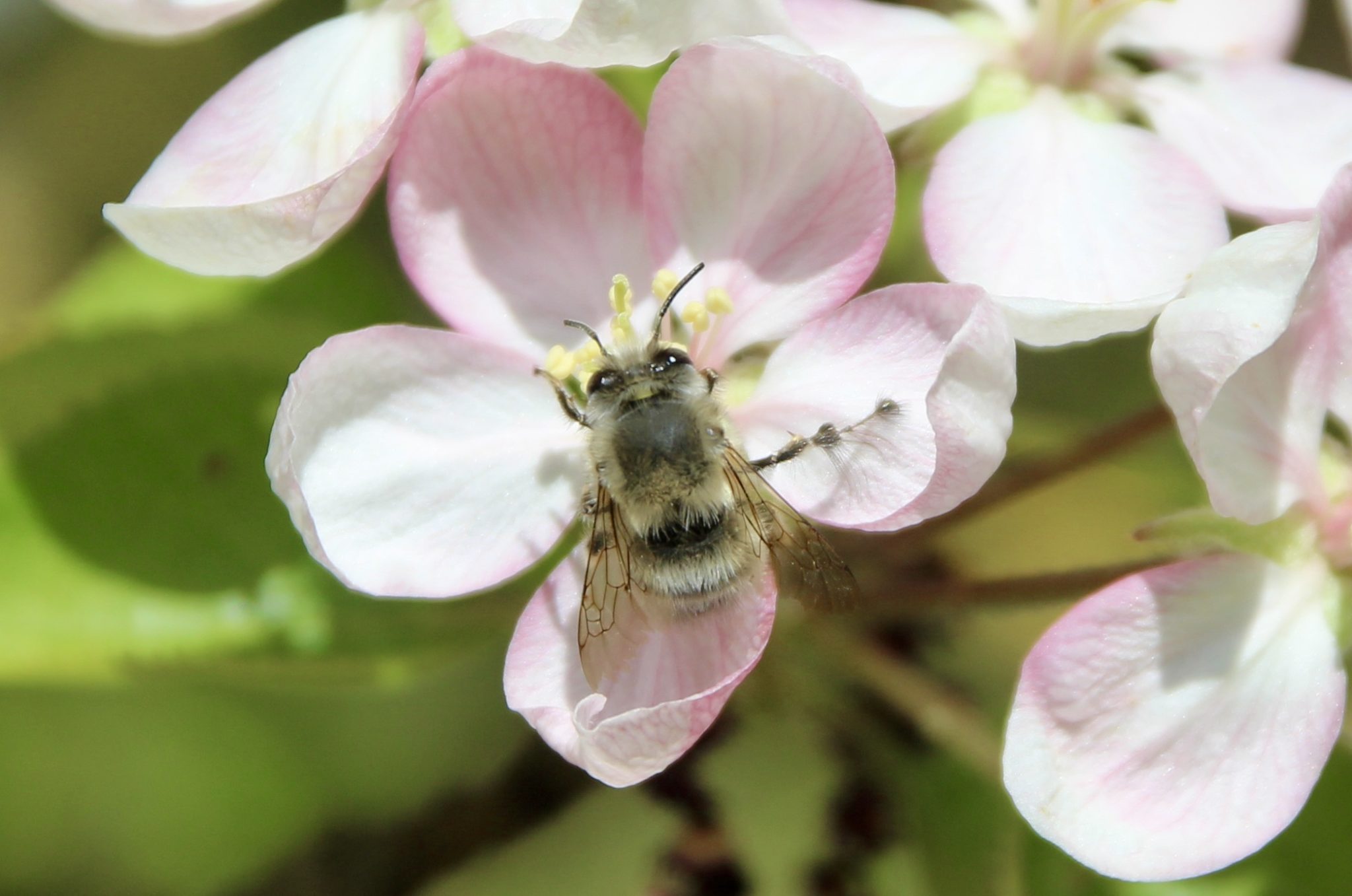 L'Anthophore à pattes plumeuses - Un jardin dans le Marais poitevinUn ...