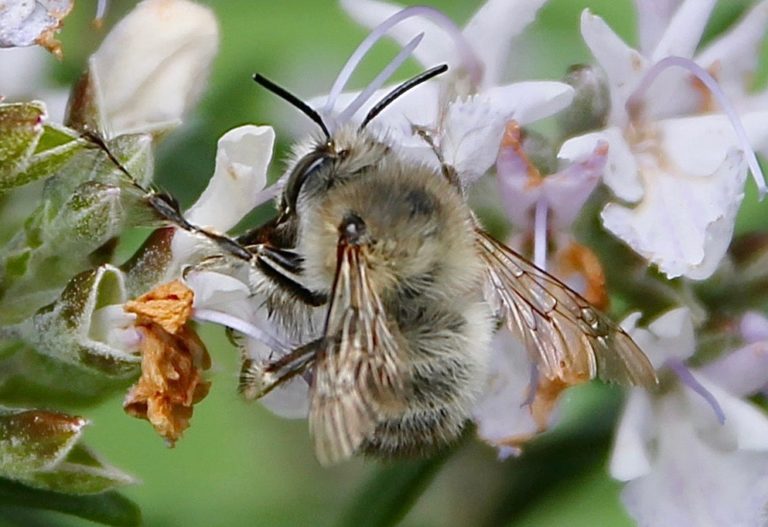 L'Anthophore à pattes plumeuses - Un jardin dans le Marais poitevinUn ...