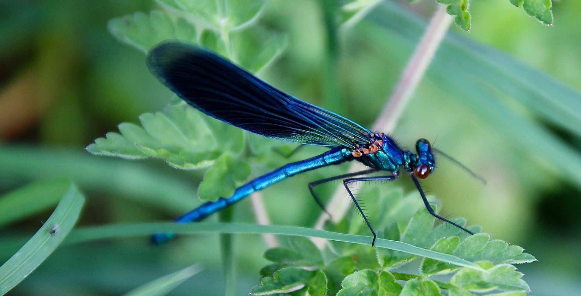 Libellules et demoiselles du jardin - Un jardin dans le Marais ...