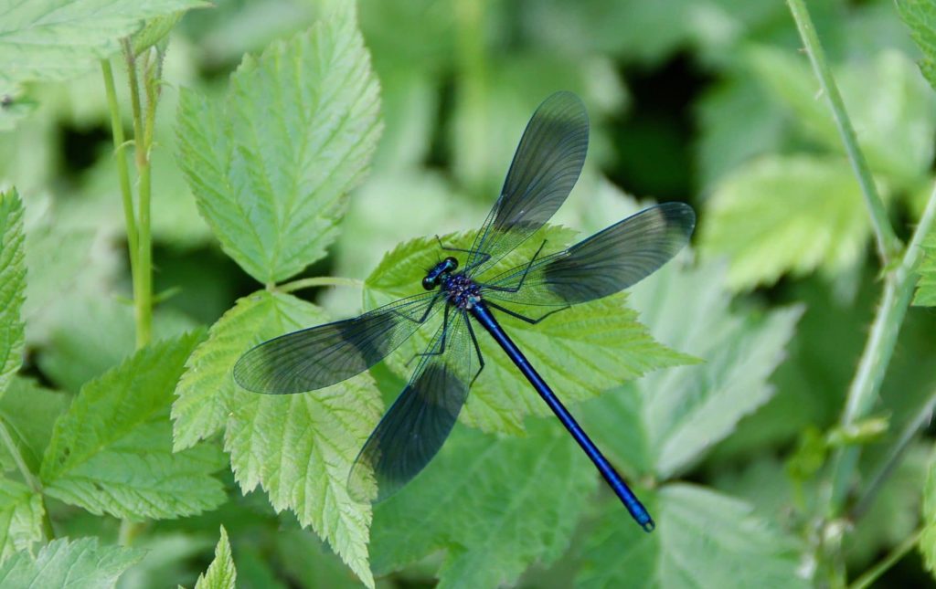 Libellules et demoiselles du jardin - Un jardin dans le Marais ...