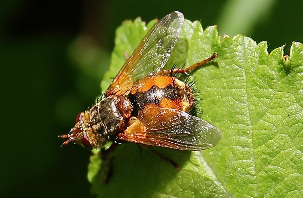La Tachinaire à pieds roux - Un jardin dans le Marais poitevinUn jardin ...