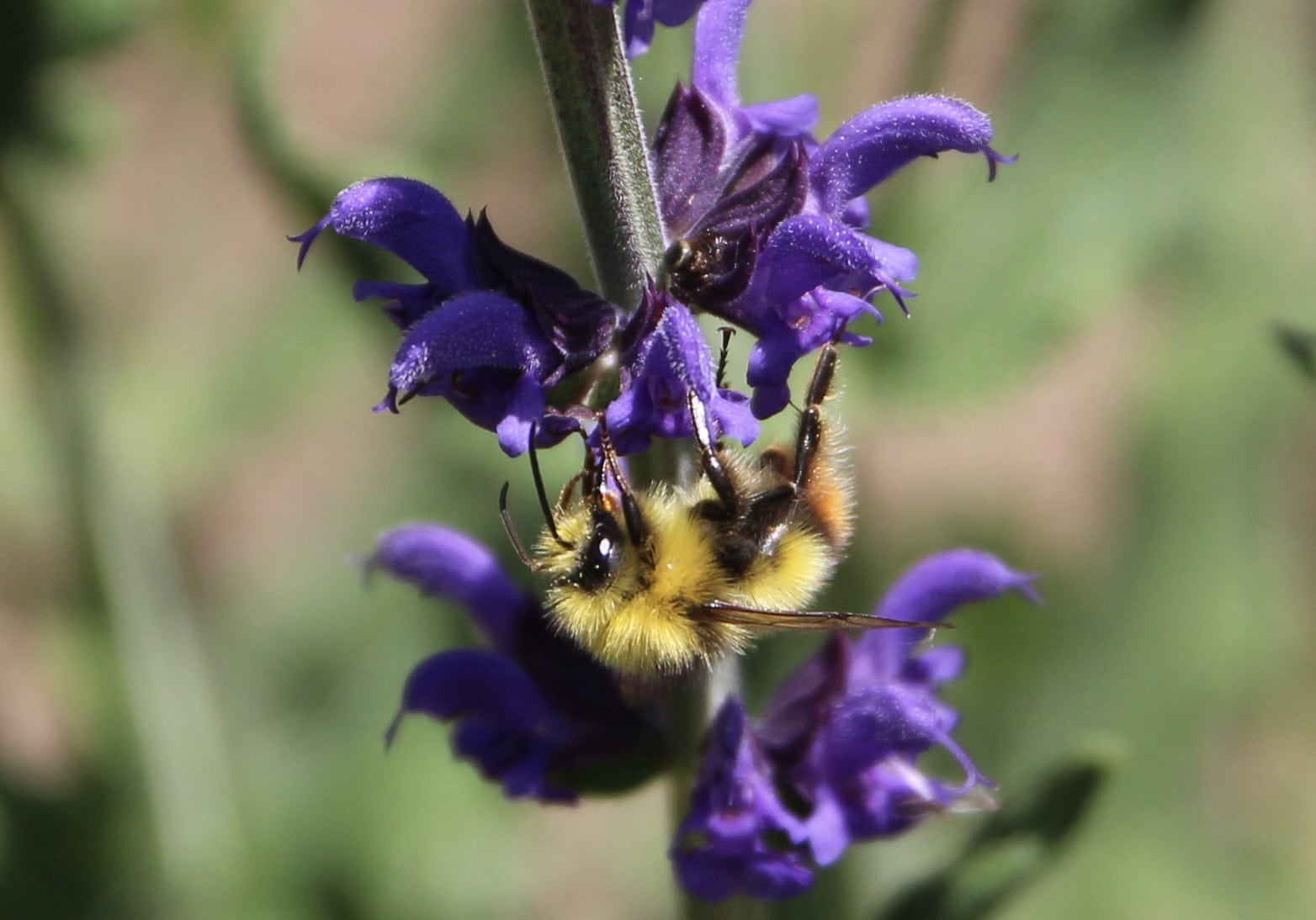 Le Bourdon des prés - Un jardin dans le Marais poitevinUn jardin dans ...