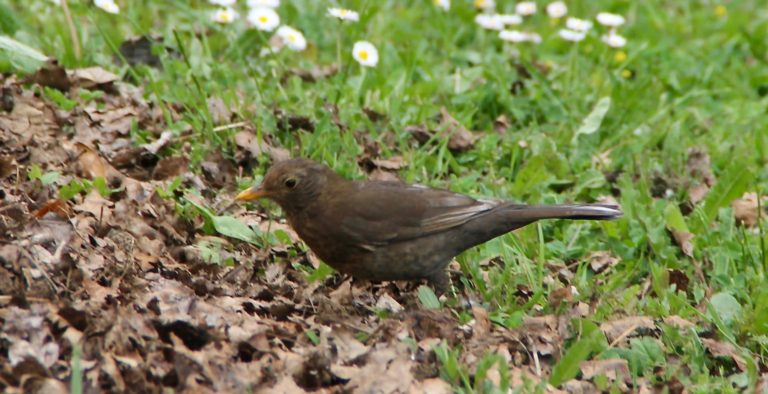 Rondelette merlette - Un jardin dans le Marais poitevinUn jardin dans ...
