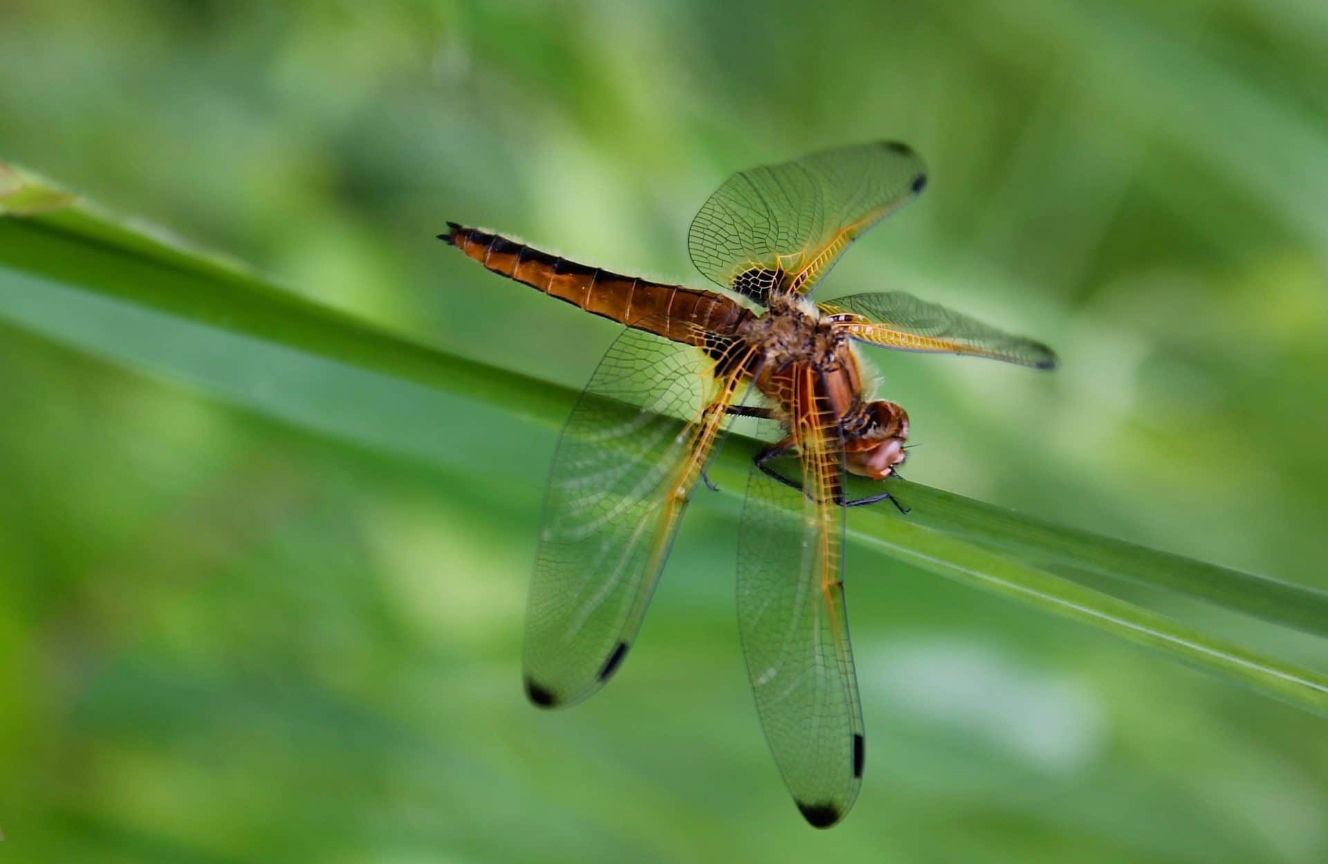Monsieur Libellule fauve - Un jardin dans le Marais poitevinUn jardin ...