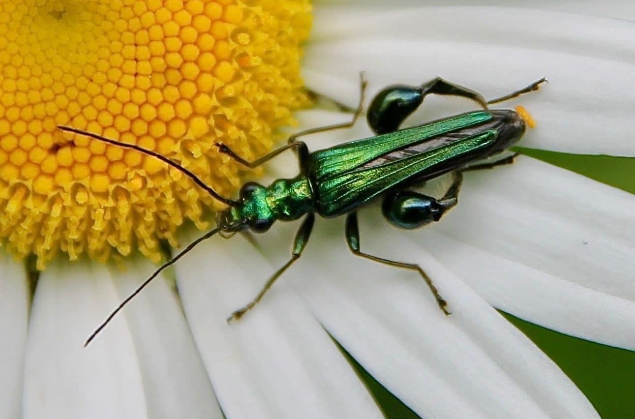 L'Oedémère noble - Un jardin dans le Marais poitevinUn jardin dans le ...