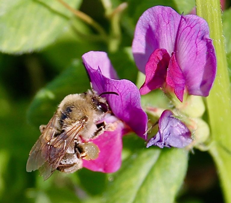 La vesce commune - Un jardin dans le Marais poitevinUn jardin dans le ...