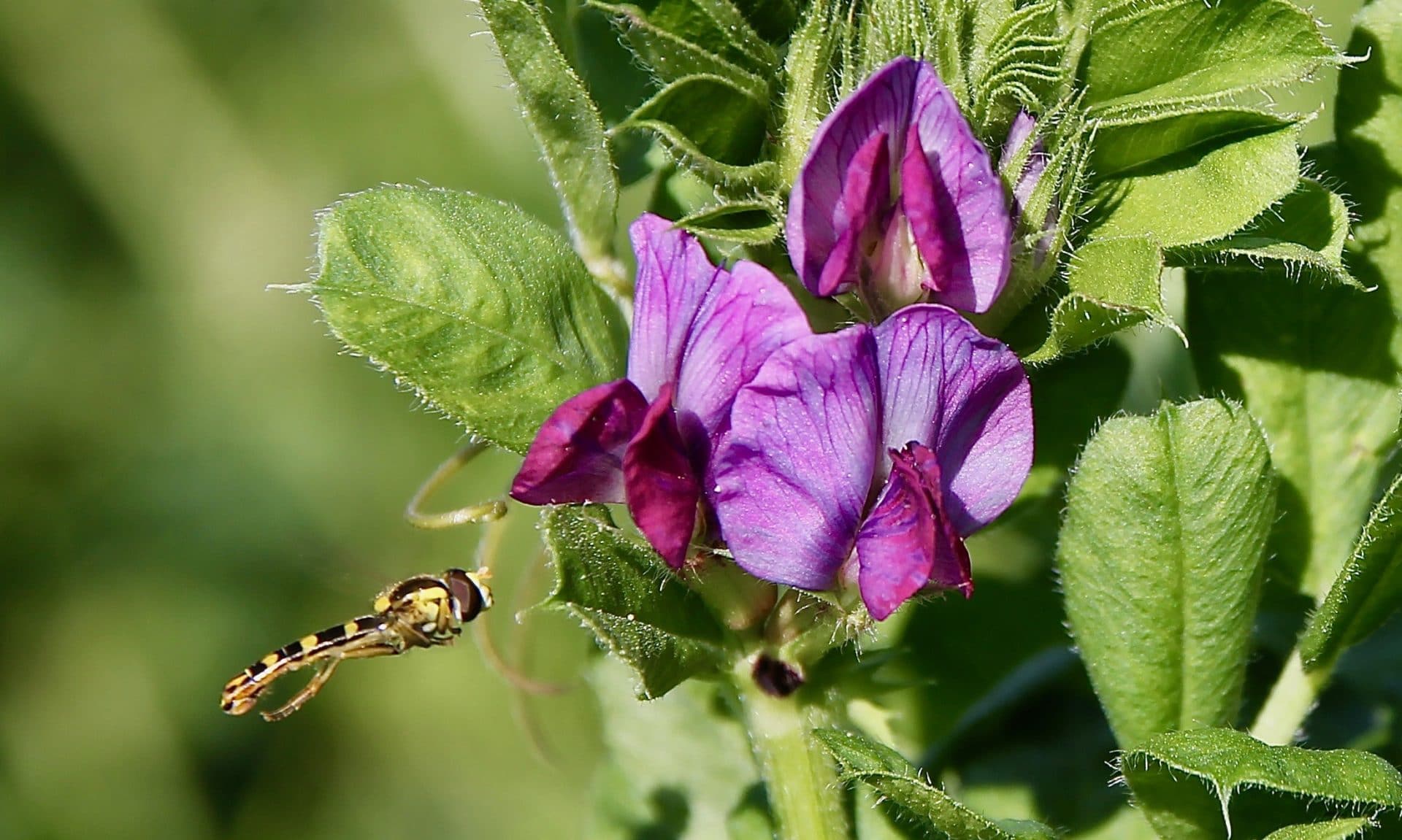 La vesce commune - Un jardin dans le Marais poitevinUn jardin dans le ...