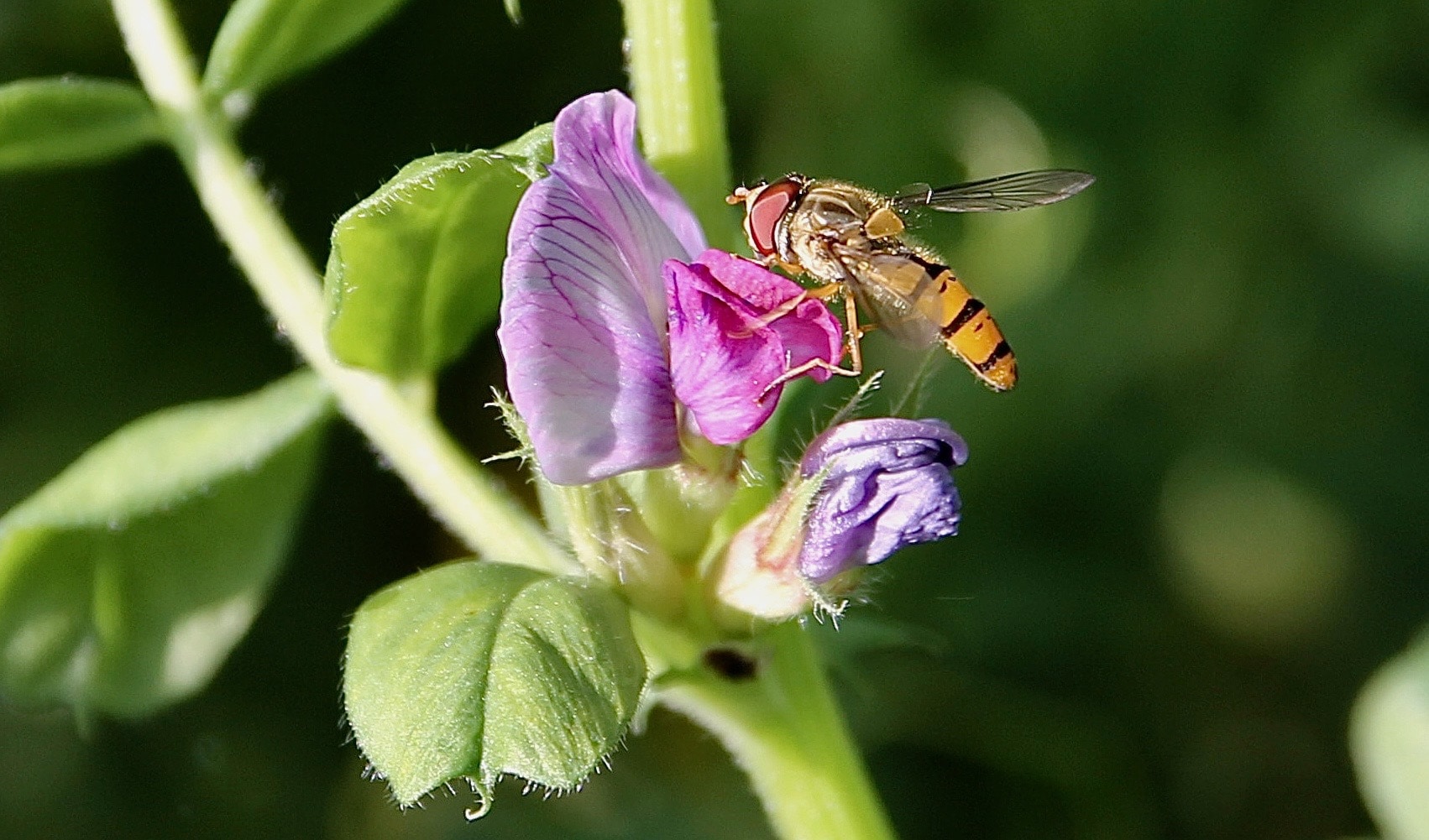 La vesce commune - Un jardin dans le Marais poitevinUn jardin dans le ...
