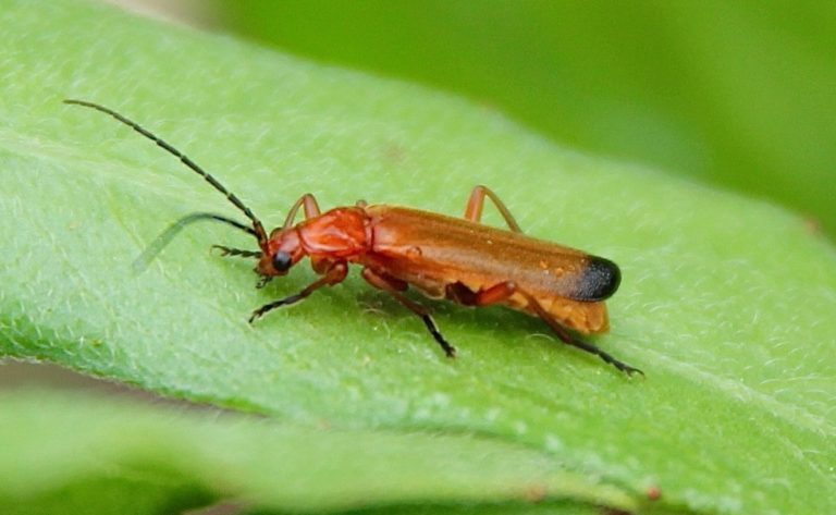 Le Téléphore fauve - Un jardin dans le Marais poitevinUn jardin dans le ...