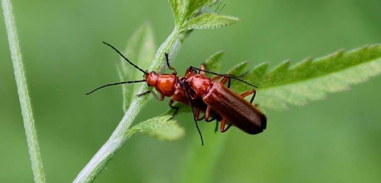 Le Téléphore fauve - Un jardin dans le Marais poitevinUn jardin dans le ...