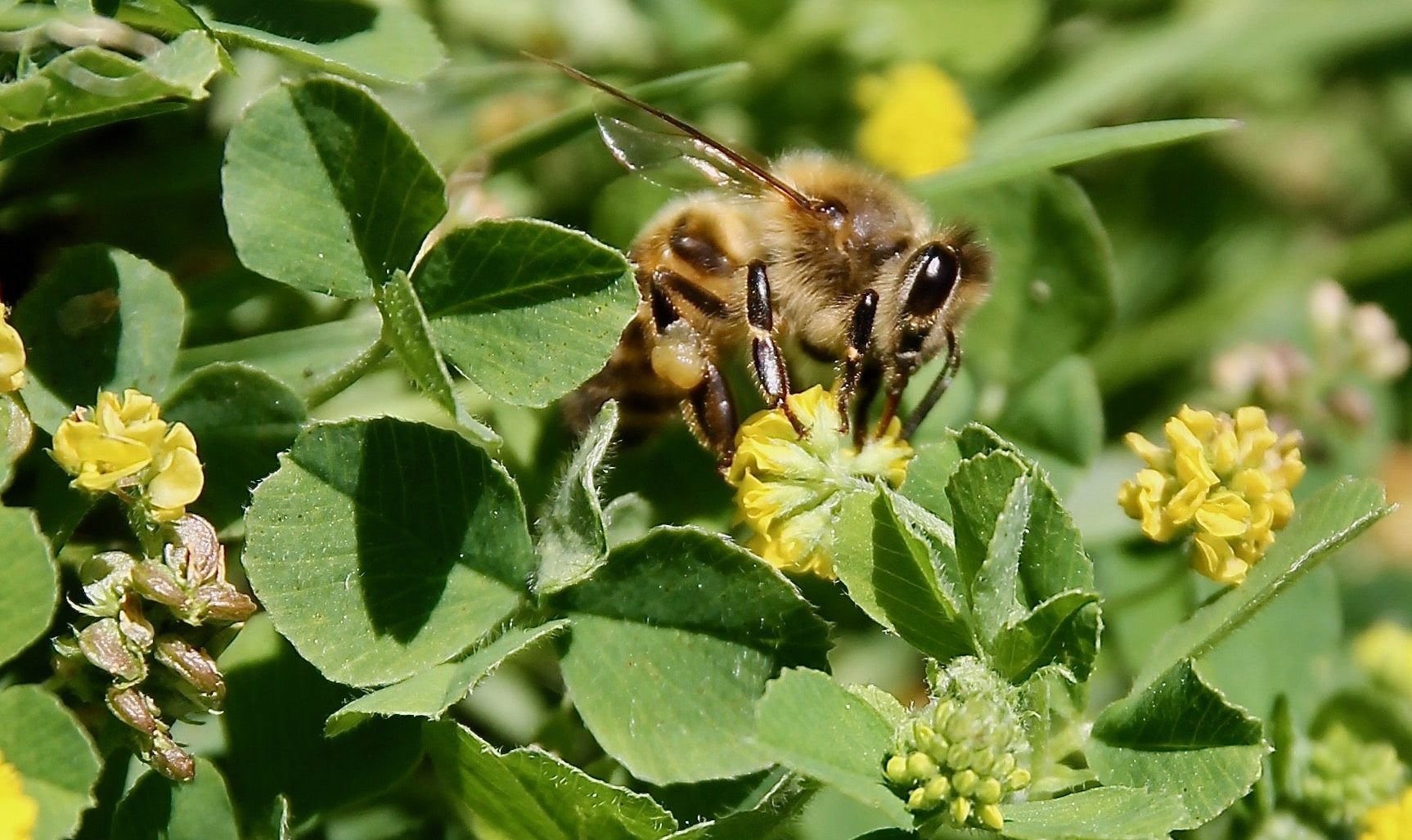 La Luzerne lupuline - Un jardin dans le Marais poitevinUn jardin dans ...