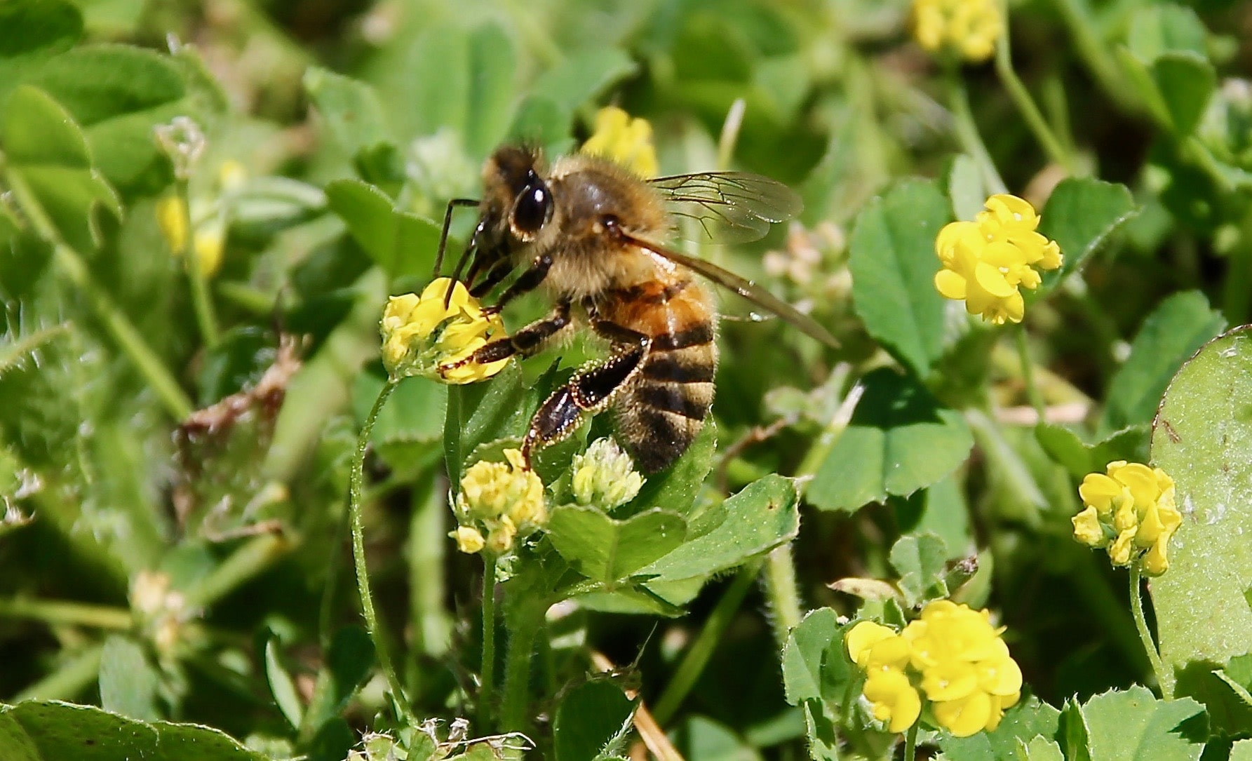 La Luzerne lupuline - Un jardin dans le Marais poitevinUn jardin dans ...