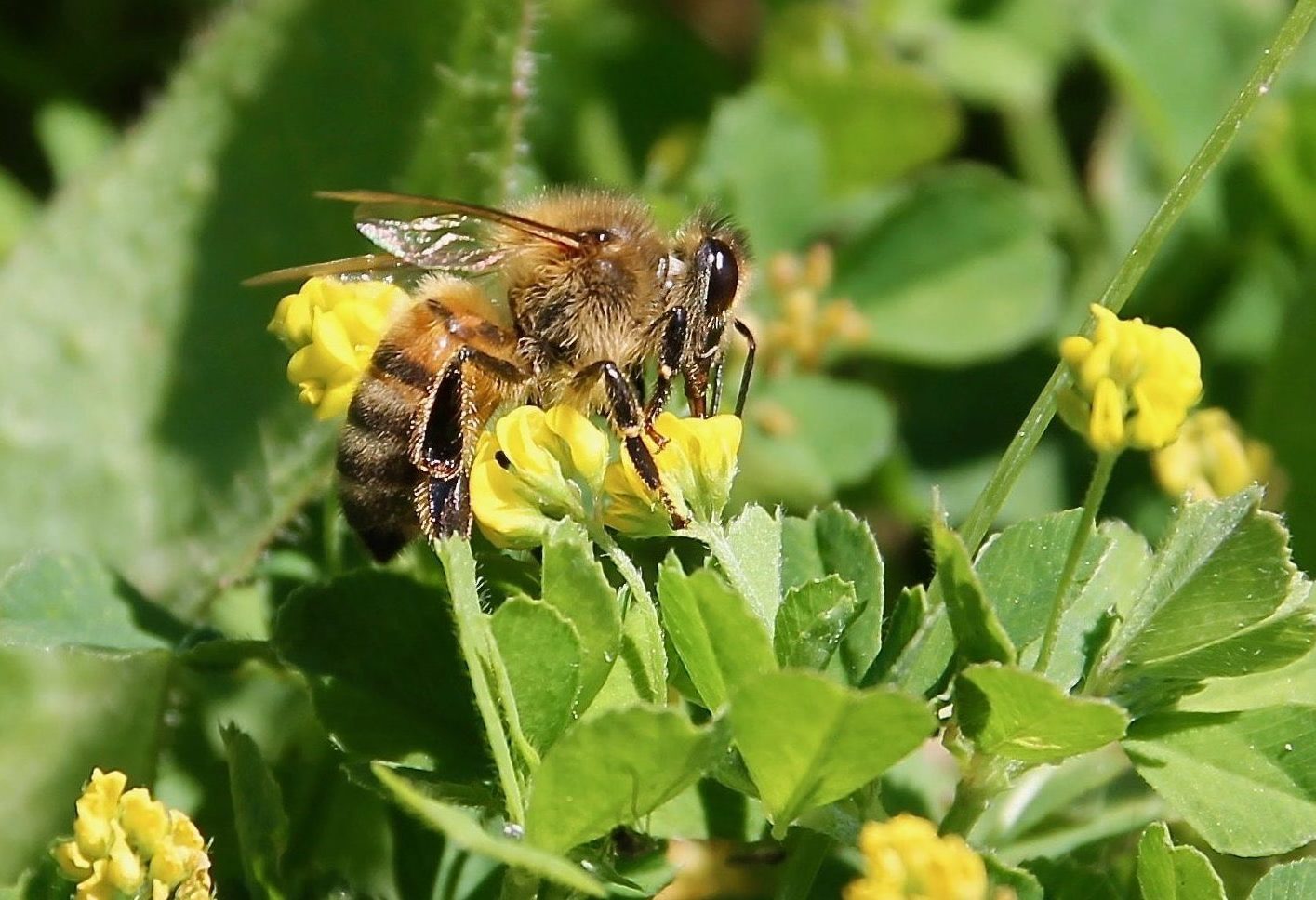 La Luzerne lupuline - Un jardin dans le Marais poitevinUn jardin dans ...