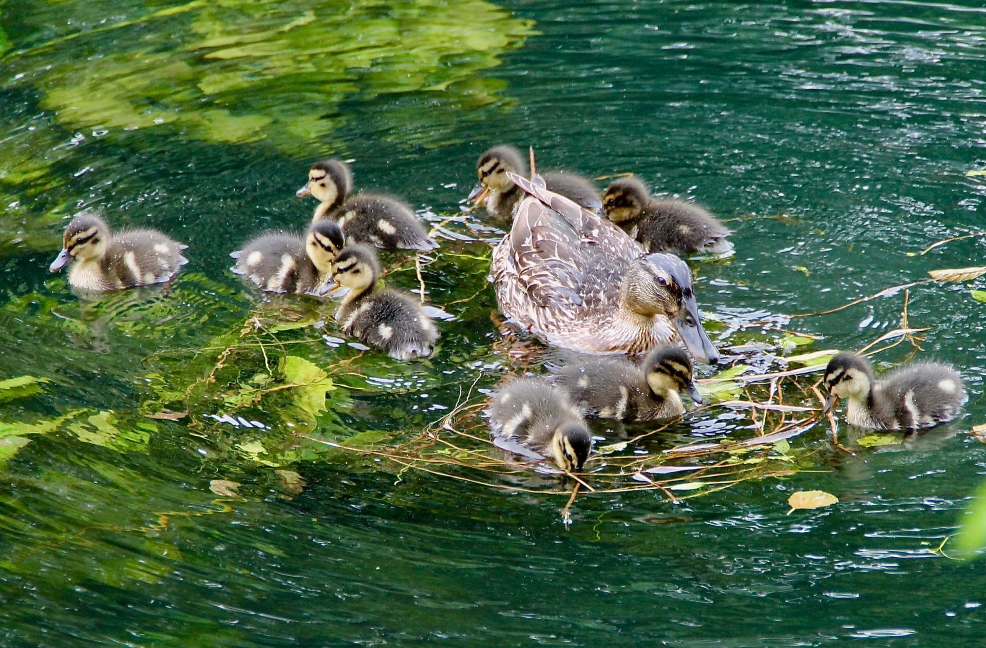La canicule des canetons Colvert - Un jardin dans le Marais poitevinUn ...