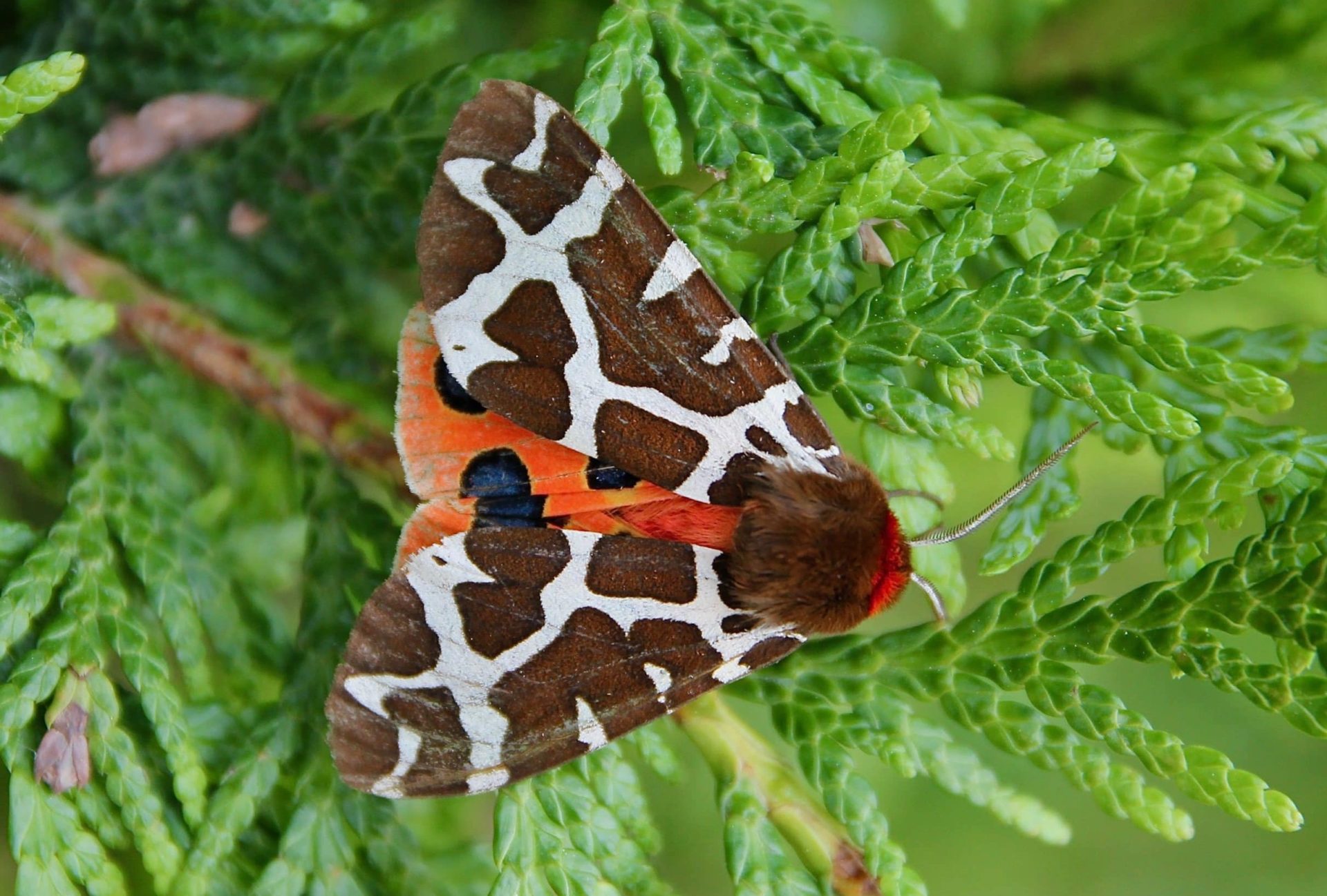 L'Écaille martre - Un jardin dans le Marais poitevinUn jardin dans le ...