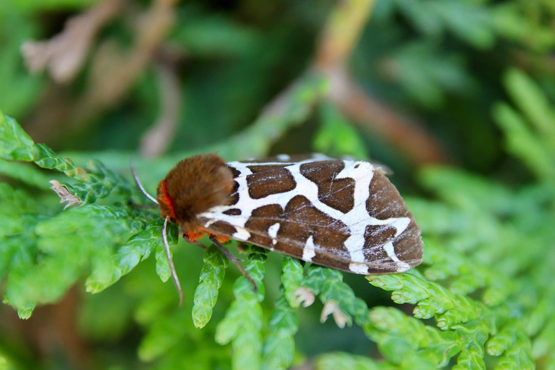 L'Écaille martre - Un jardin dans le Marais poitevinUn jardin dans le ...