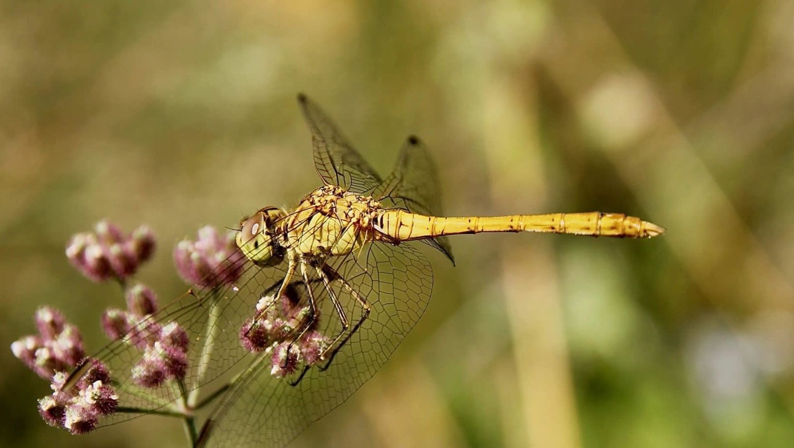 Le Sympétrum rouge-sang - Un jardin dans le Marais poitevinUn jardin ...