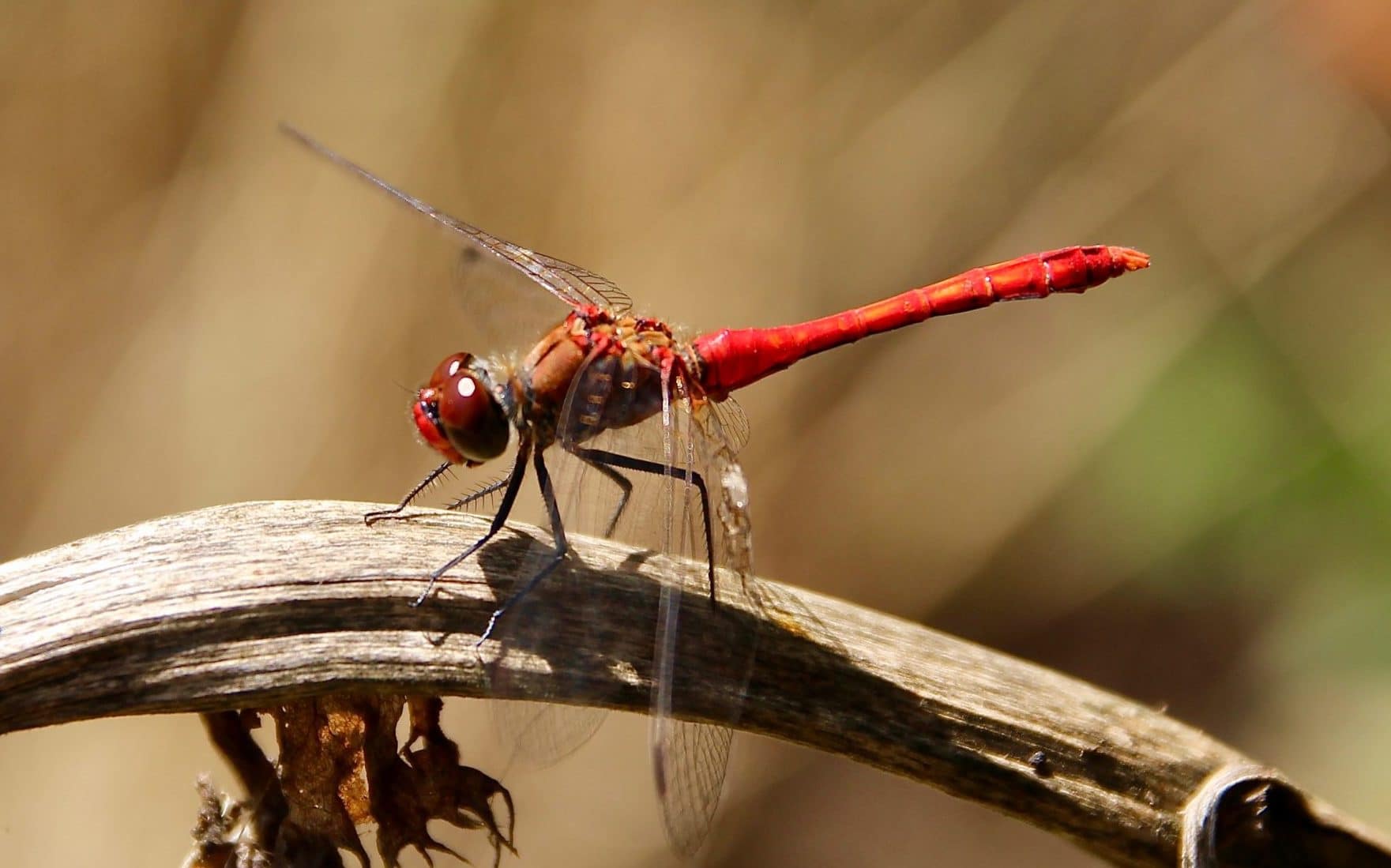 Libellules et demoiselles du jardin - Un jardin dans le Marais ...