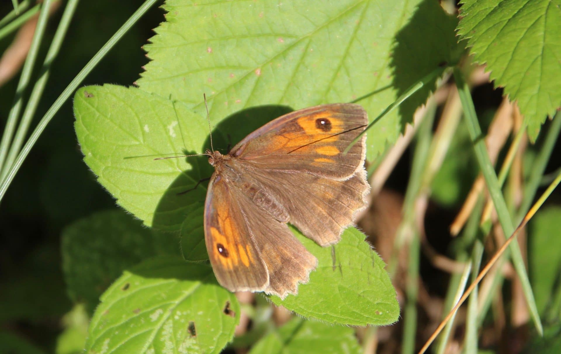 Les beaux jours du Myrtil - Un jardin dans le Marais poitevinUn jardin ...