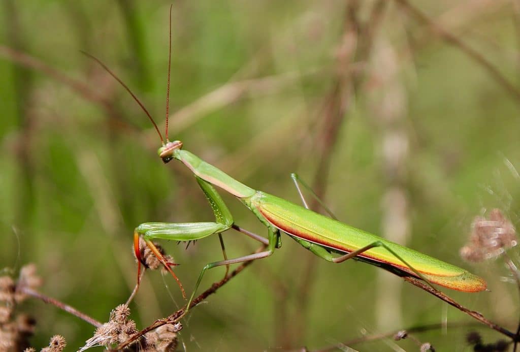 La Mante religieuse - Un jardin dans le Marais poitevinUn jardin dans ...