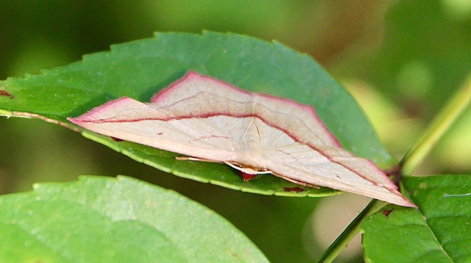 La Timandre aimée - Un jardin dans le Marais poitevinUn jardin dans le ...