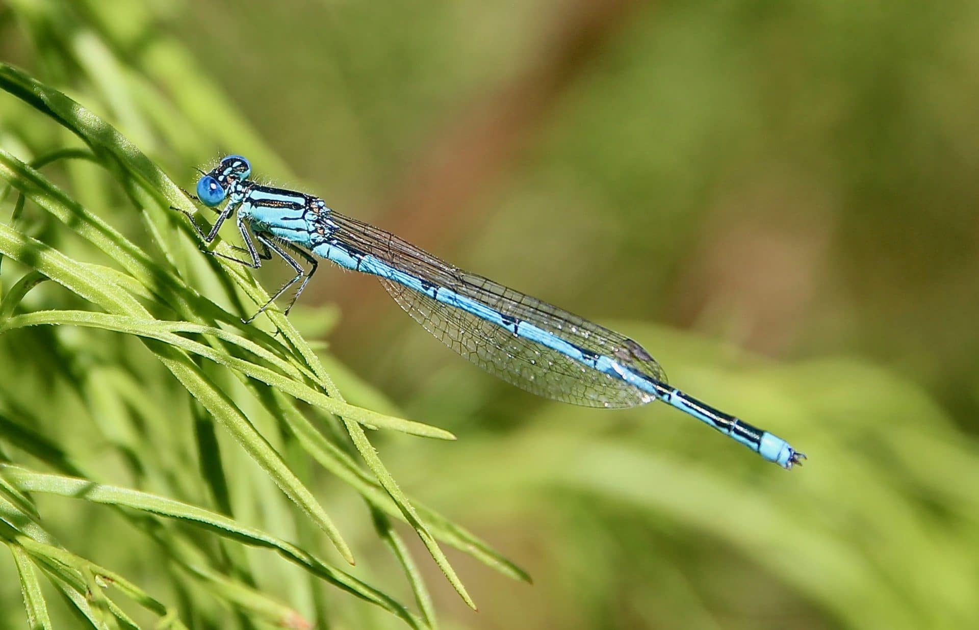 Libellules et demoiselles du jardin - Un jardin dans le Marais ...