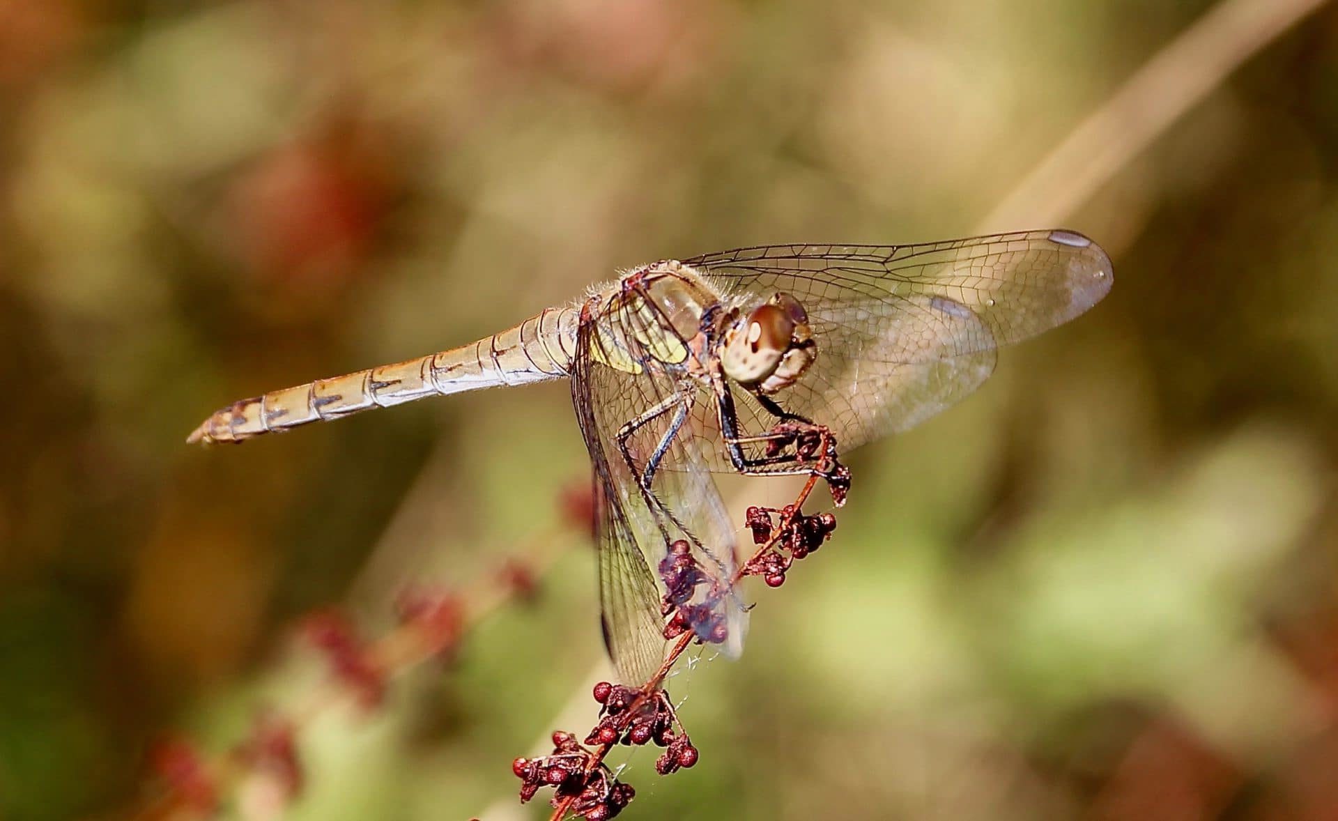 Le Sympétrum rouge-sang - Un jardin dans le Marais poitevinUn jardin ...