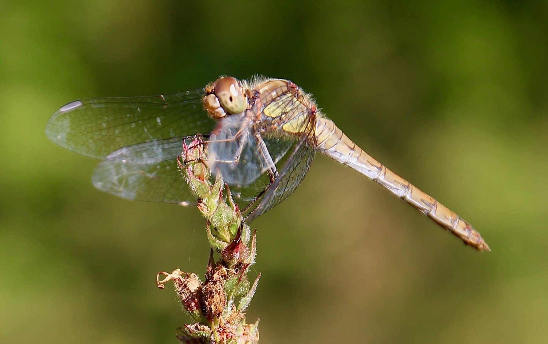 Madame Sympétrum strié - Un jardin dans le Marais poitevinUn jardin ...