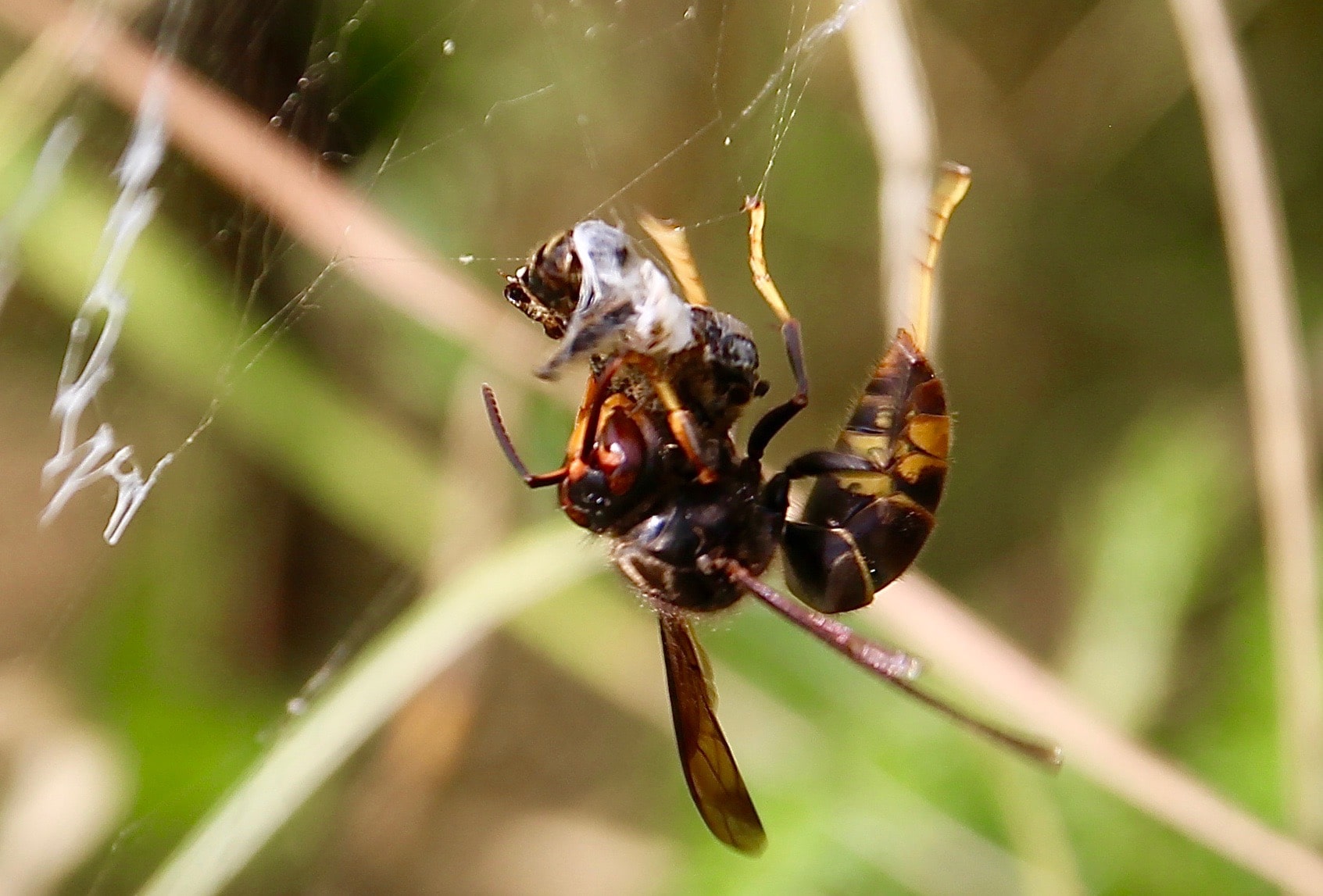 Le Frelon asiatique en chasse - Un jardin dans le Marais poitevinUn ...