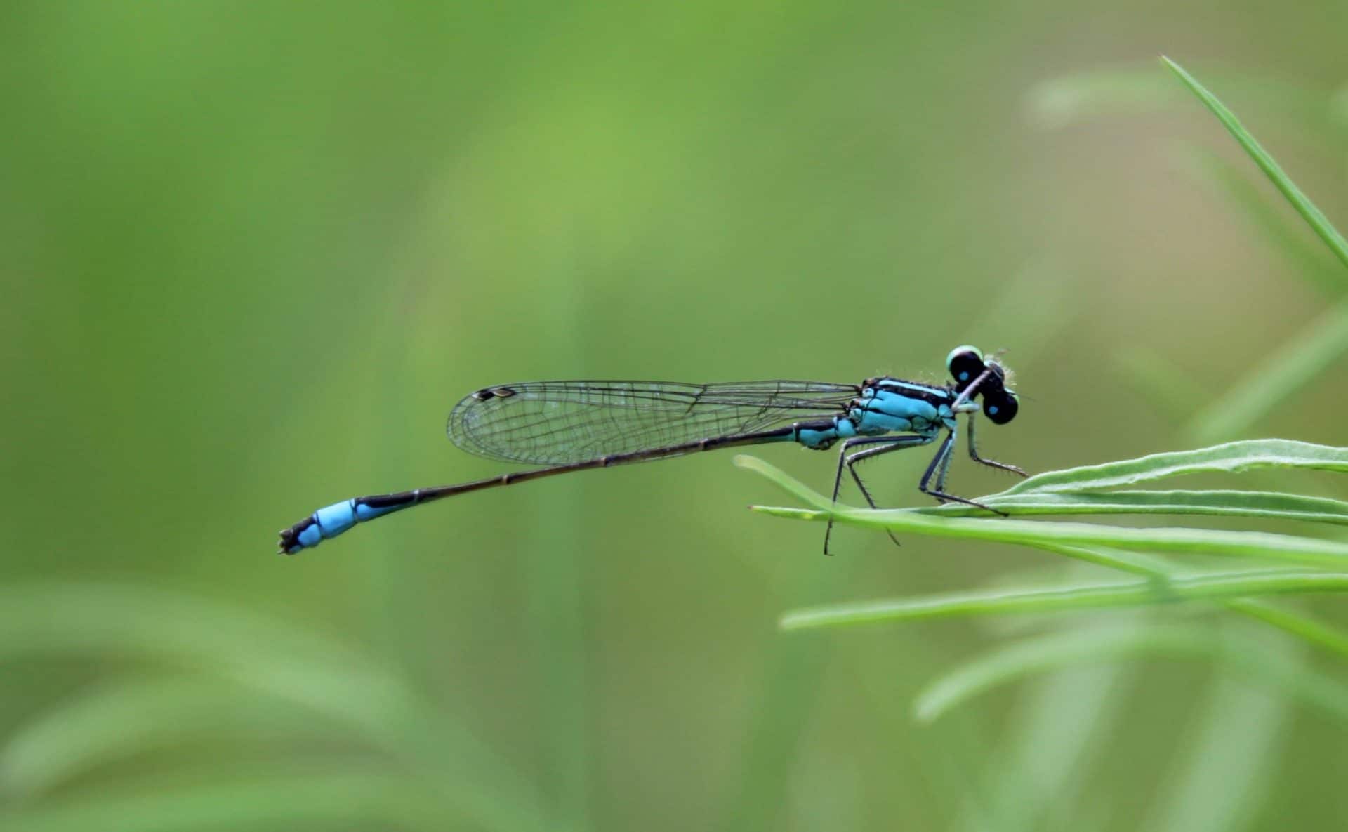 Libellules et demoiselles du jardin - Un jardin dans le Marais ...