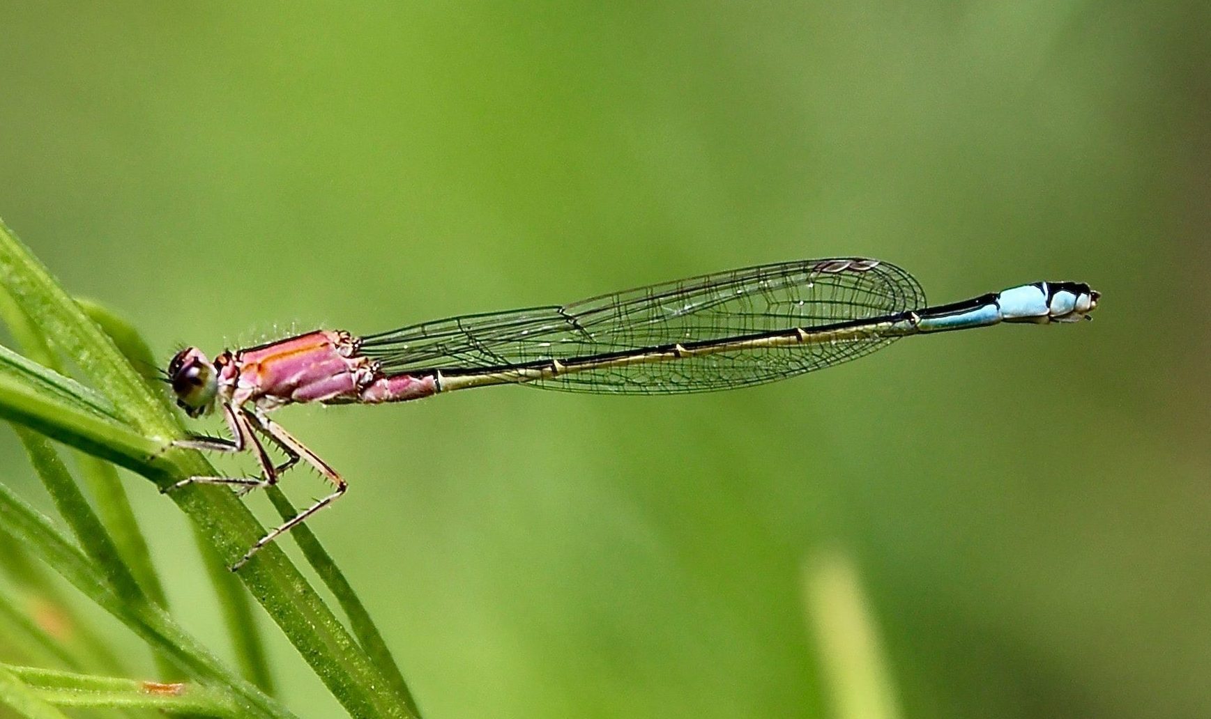 Libellules et demoiselles du jardin - Un jardin dans le Marais ...