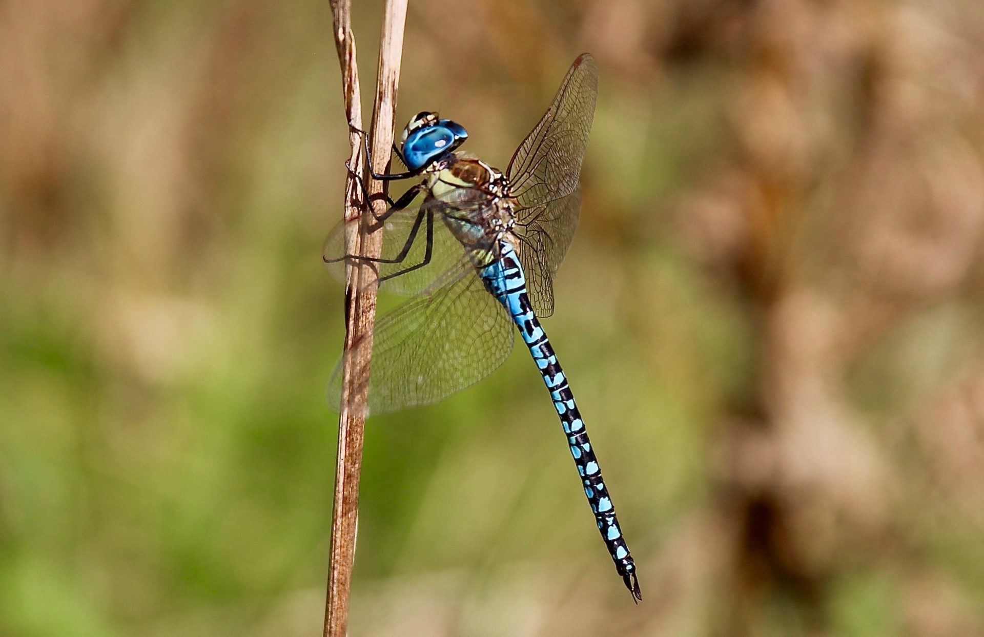 Libellules et demoiselles du jardin - Un jardin dans le Marais ...