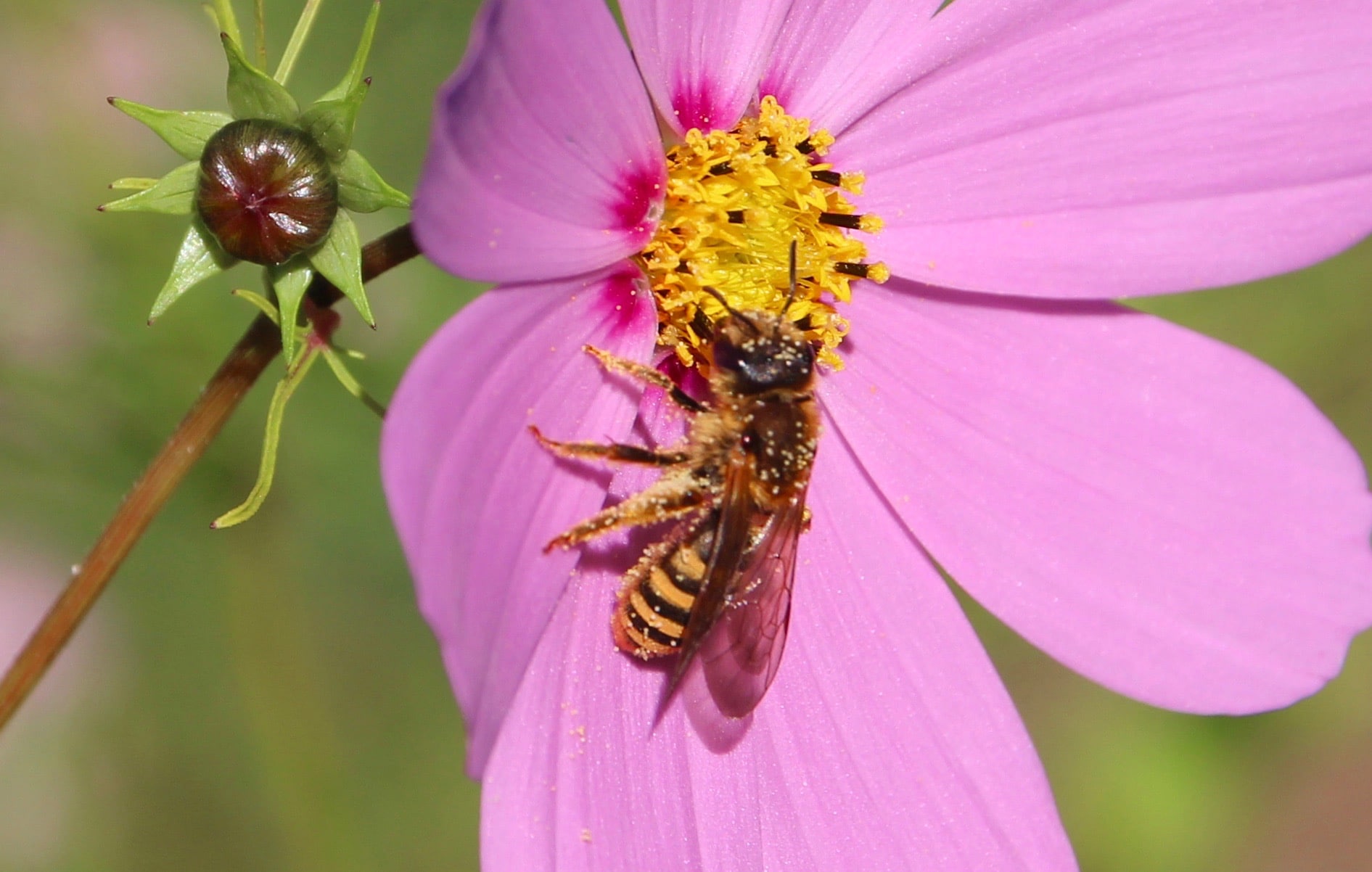 Monsieur Halicte de la Scabieuse - Un jardin dans le Marais poitevinUn ...