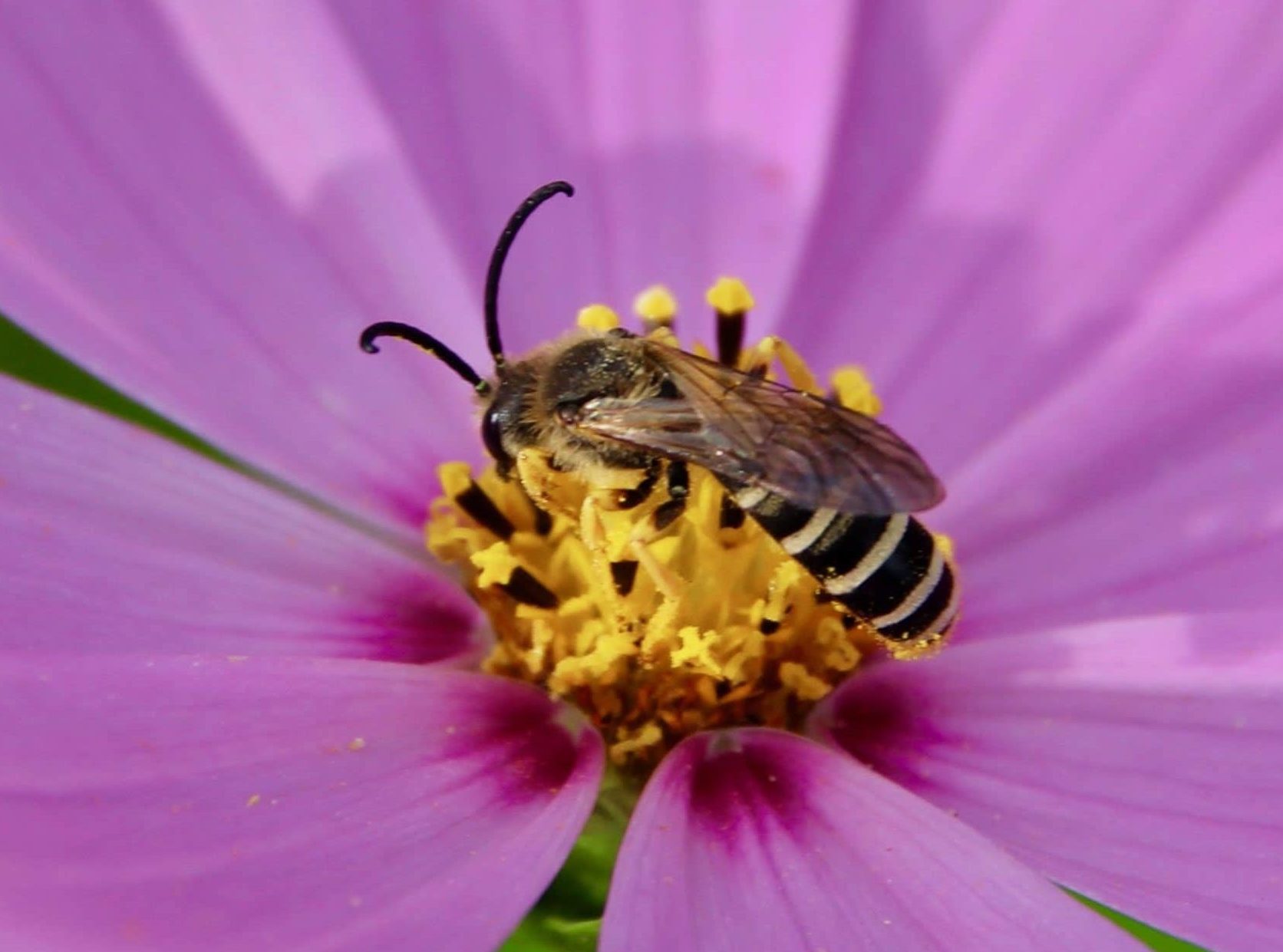 L'Halicte de la Scabieuse - Un jardin dans le Marais poitevinUn jardin ...